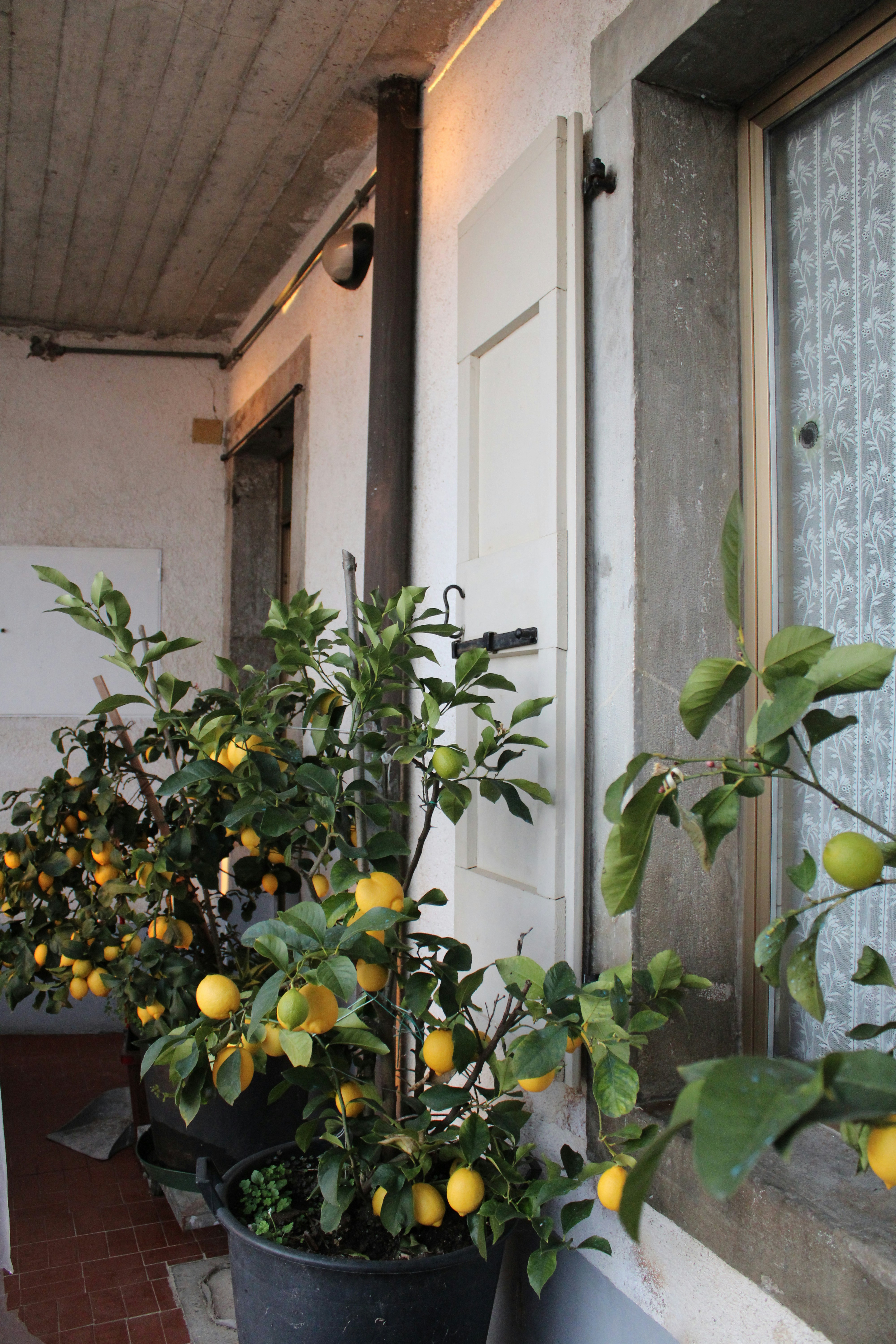 Lemon trees grow in pots near a window. photo – Free Natural Image on ...