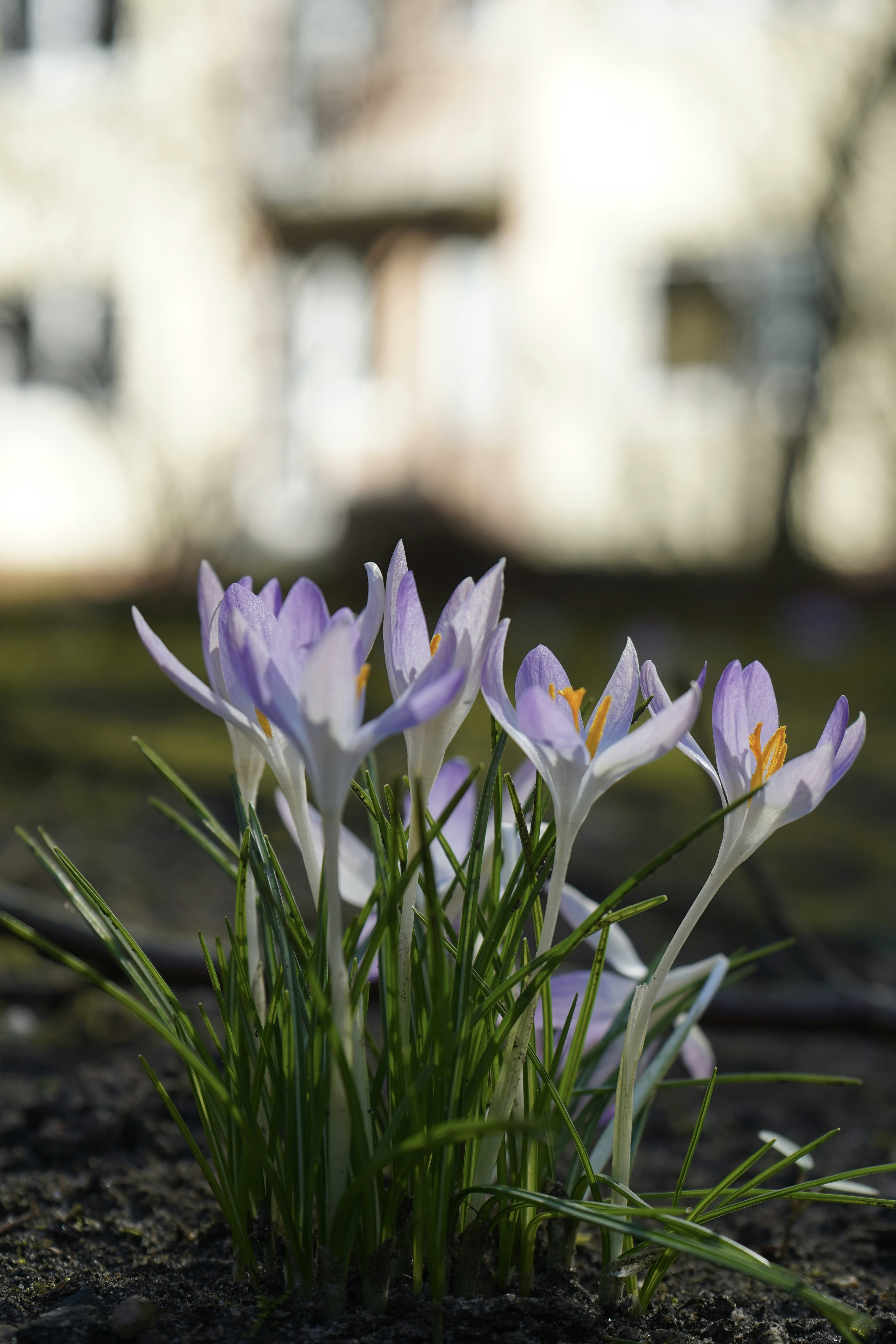 Purple crocus cluster rising from shadowed soil beneath a sunlit backdrop