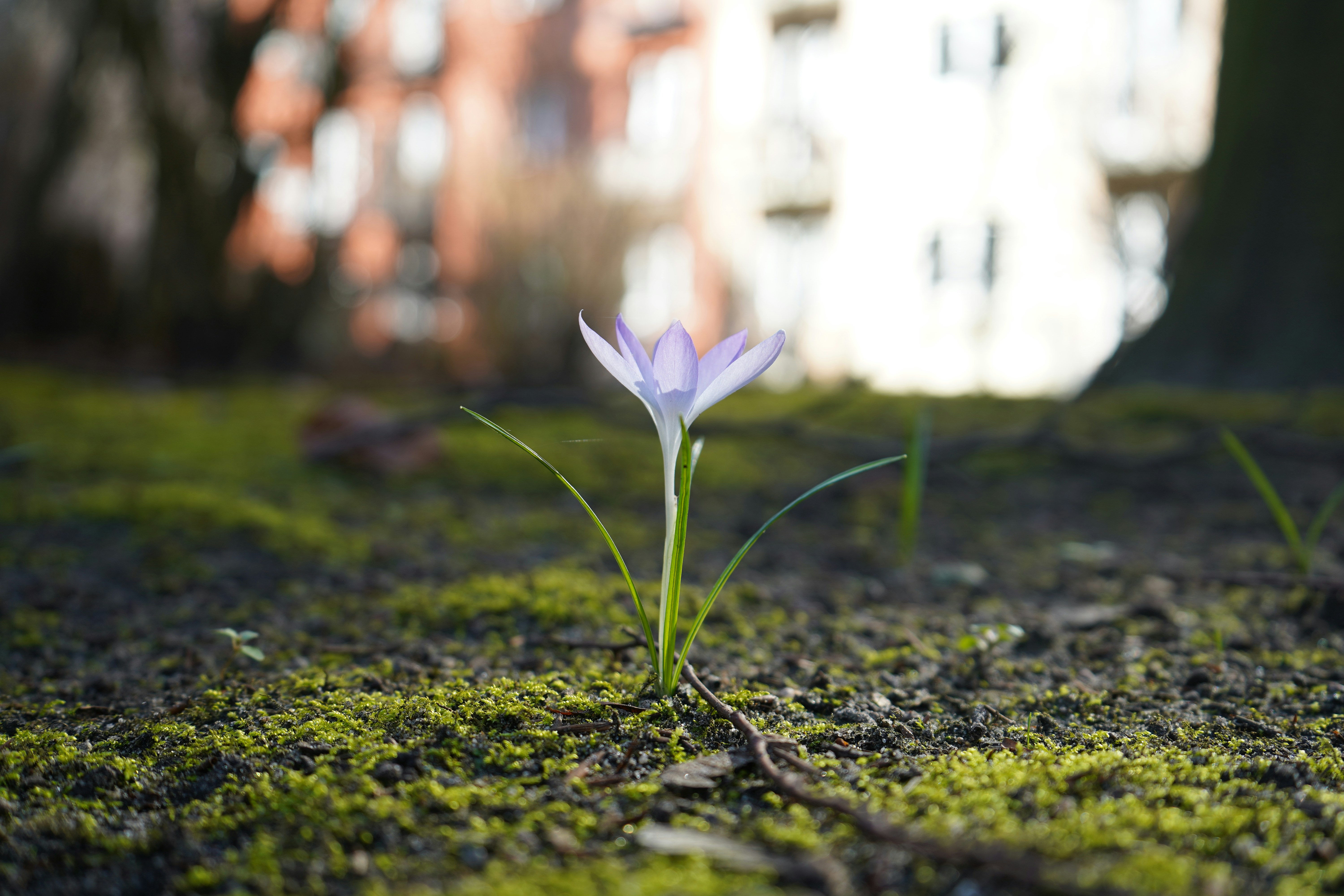 Purple crocus emerging from mossy ground against blurred urban backdrop.