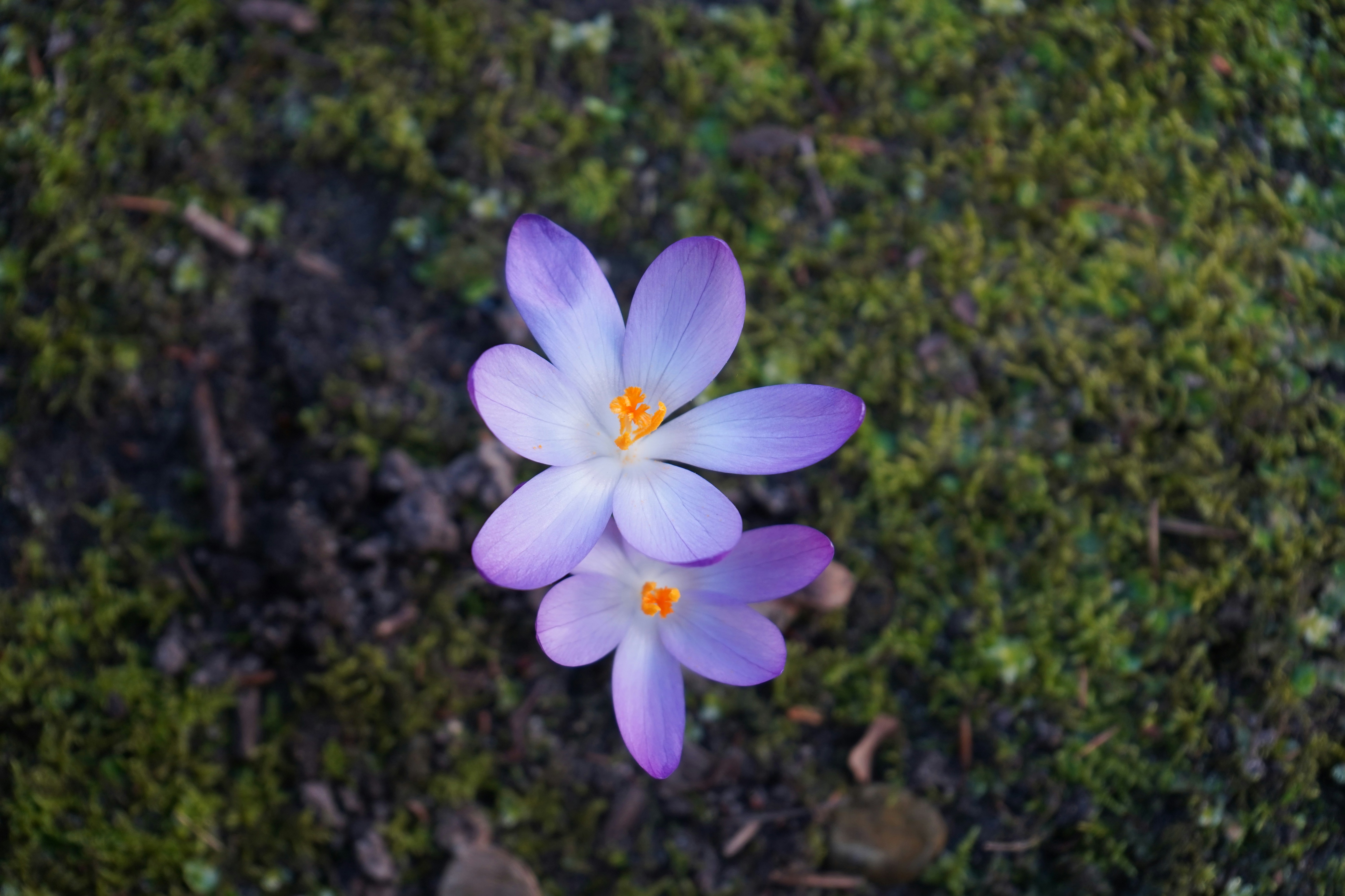 Two purple crocus-like flowers emerge from a mossy bed
