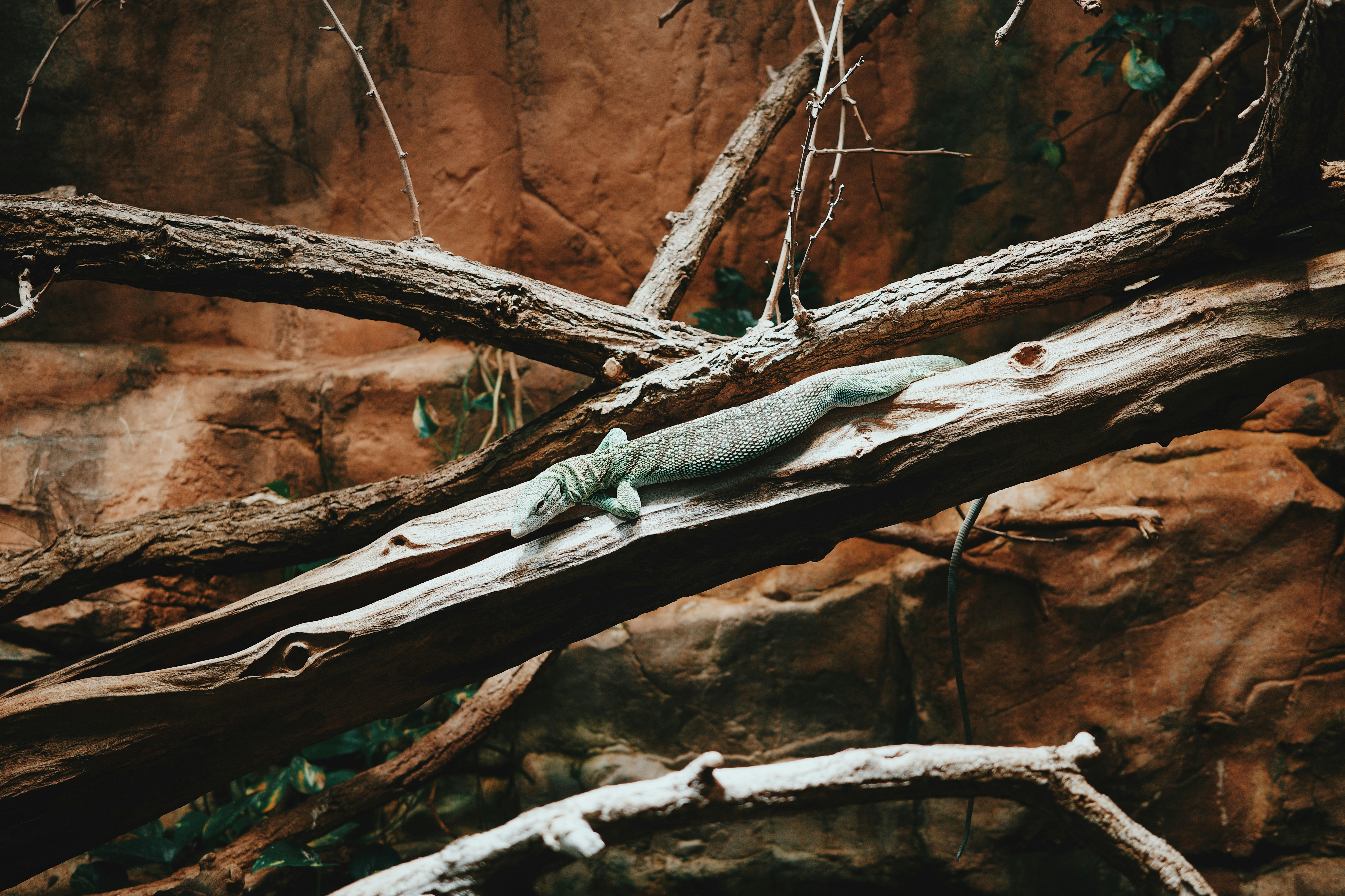 Emerald Gecko on a Weathered Log Under an Ochre Cliff