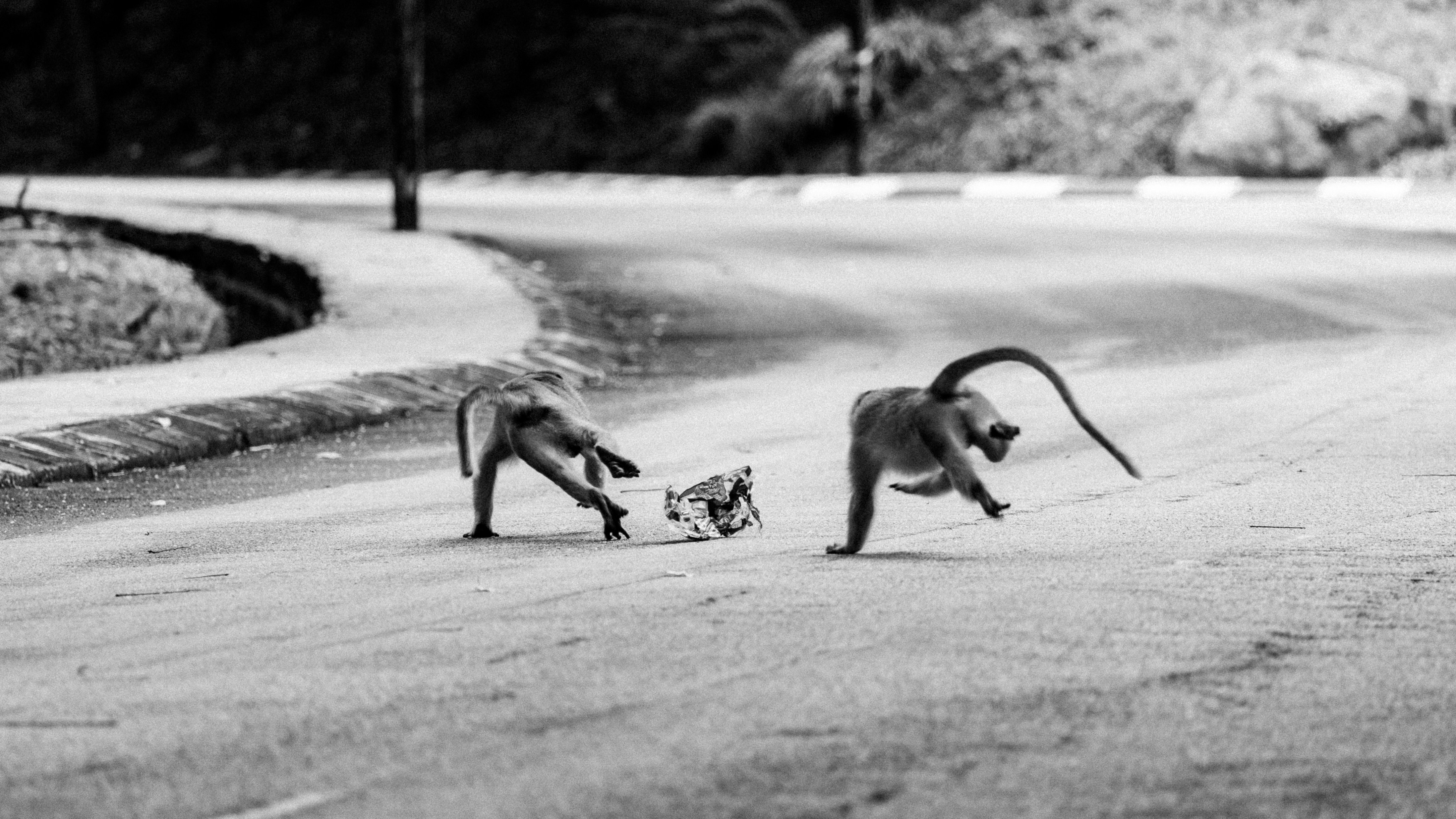 Des singes jouent sur une route sinueuse. photo – Image gratuite de ...