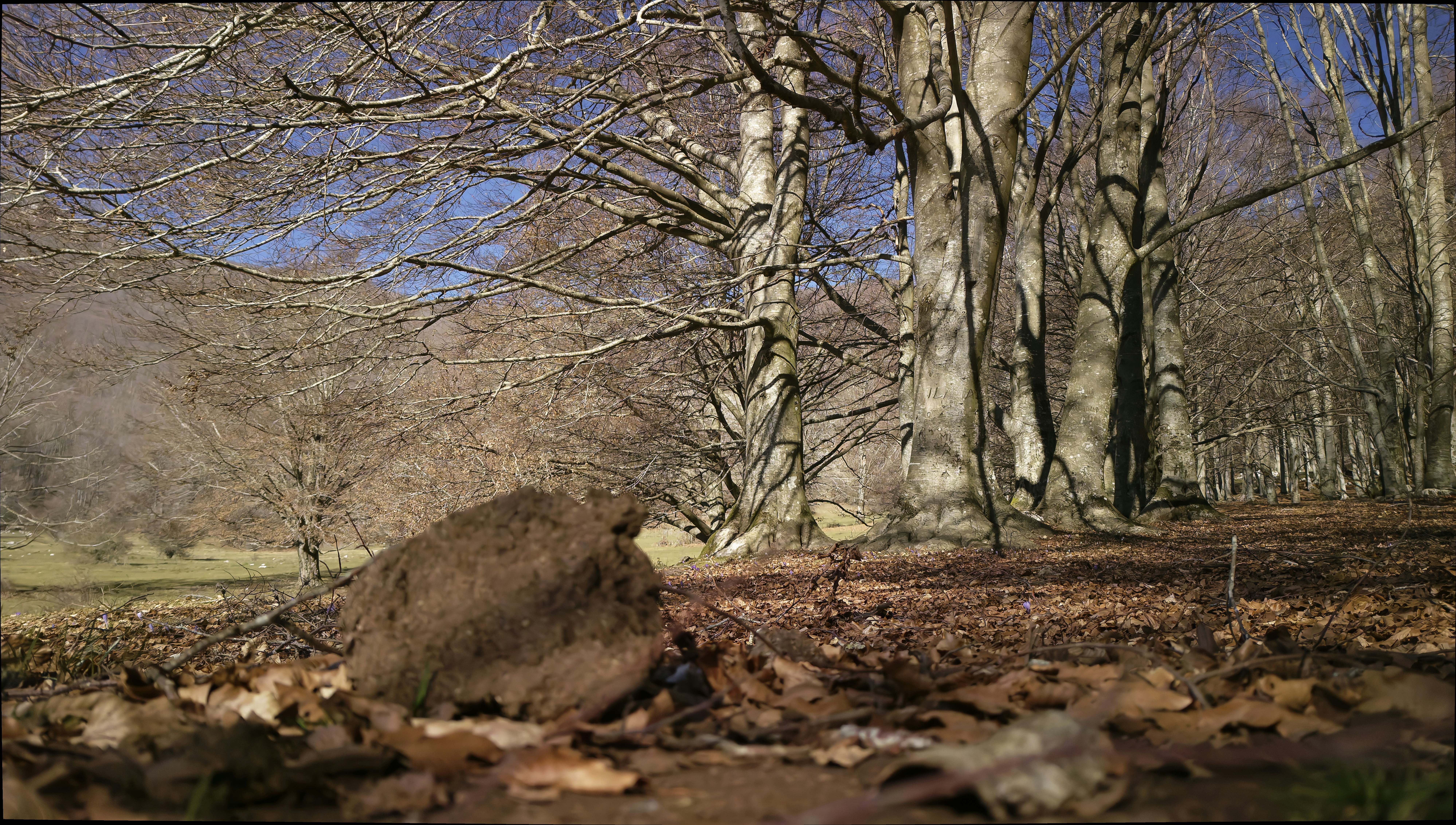 Ground-Level Rock Anchored by a Leaf-Carpet in a Quiet Forest Clearing