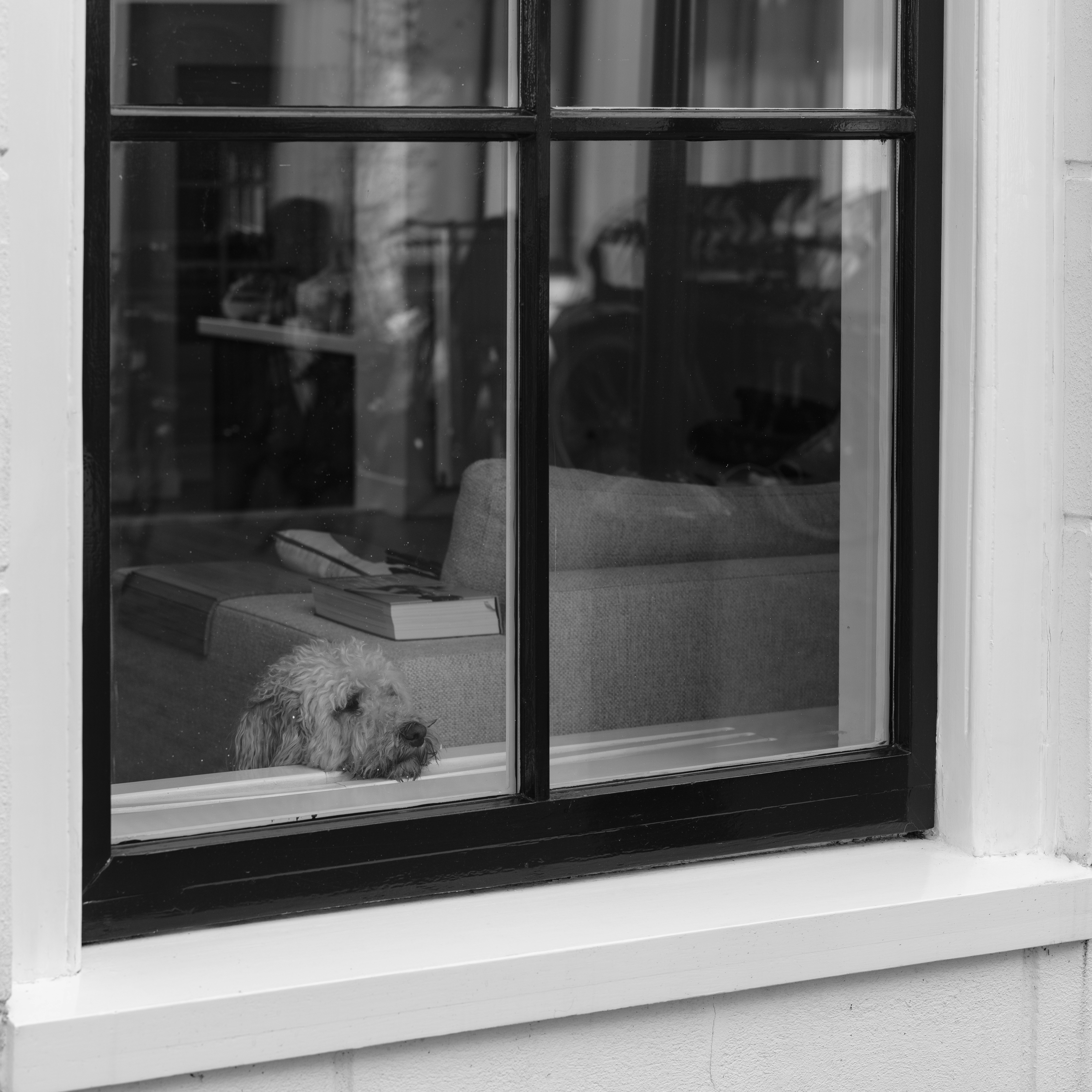 Windowpane Watcher: A Small Dog Peeks Through Glass from a Cozy Room