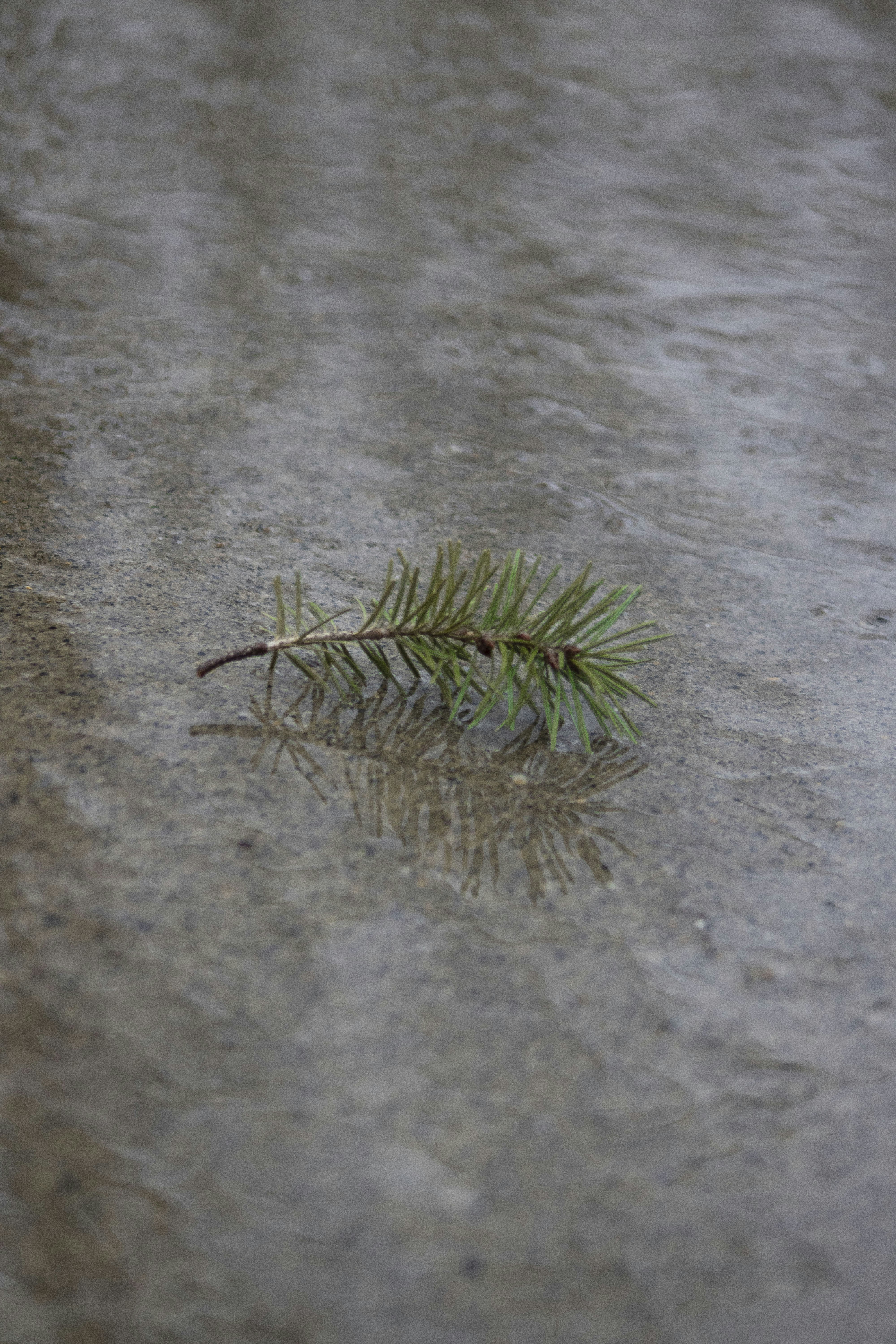 A pine sprig lies on a wet, gray surface. photo – Free Plant Image on ...