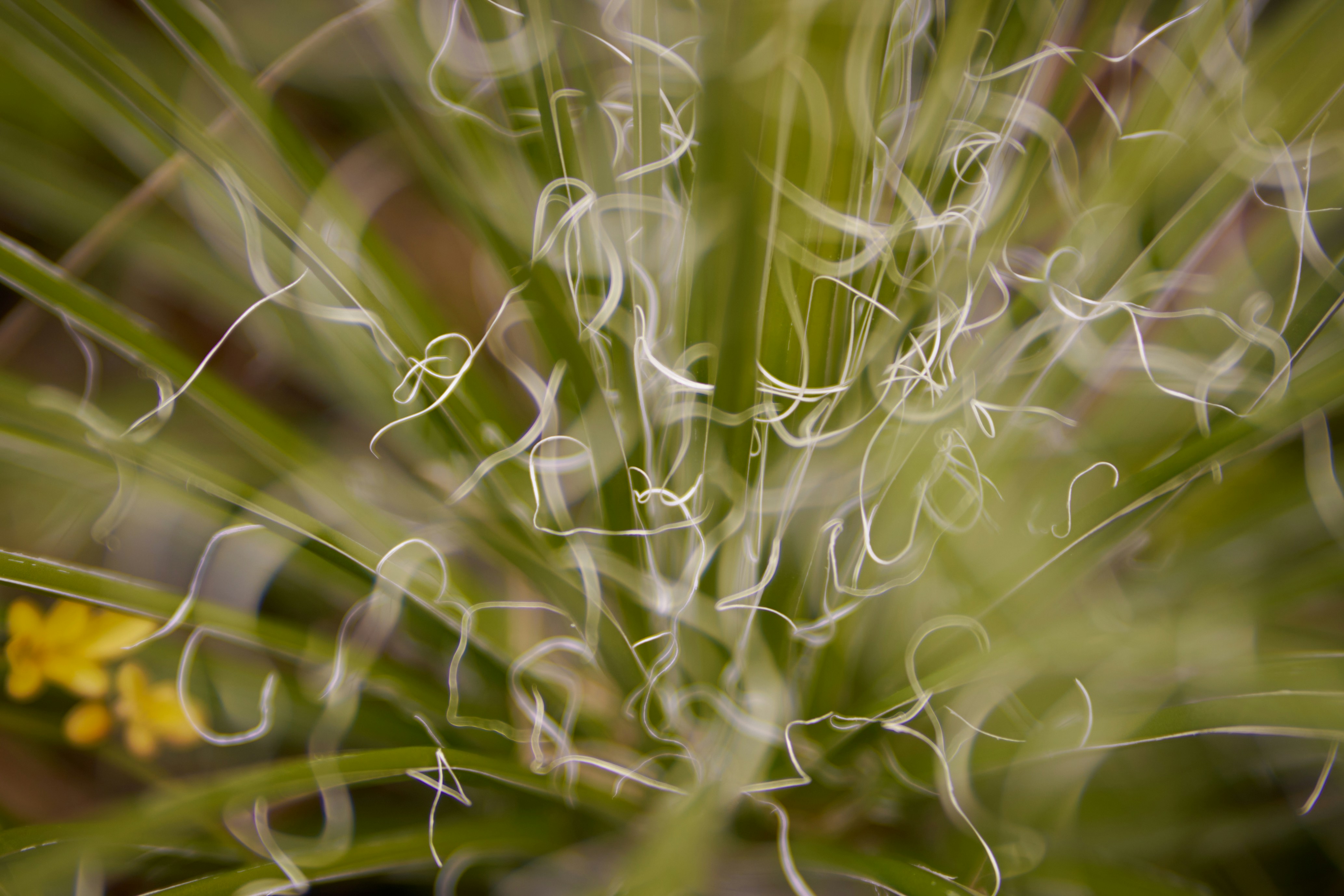 Fuzzy white tendrils grow from green, spiky leaves. photo – Free Osaka ...