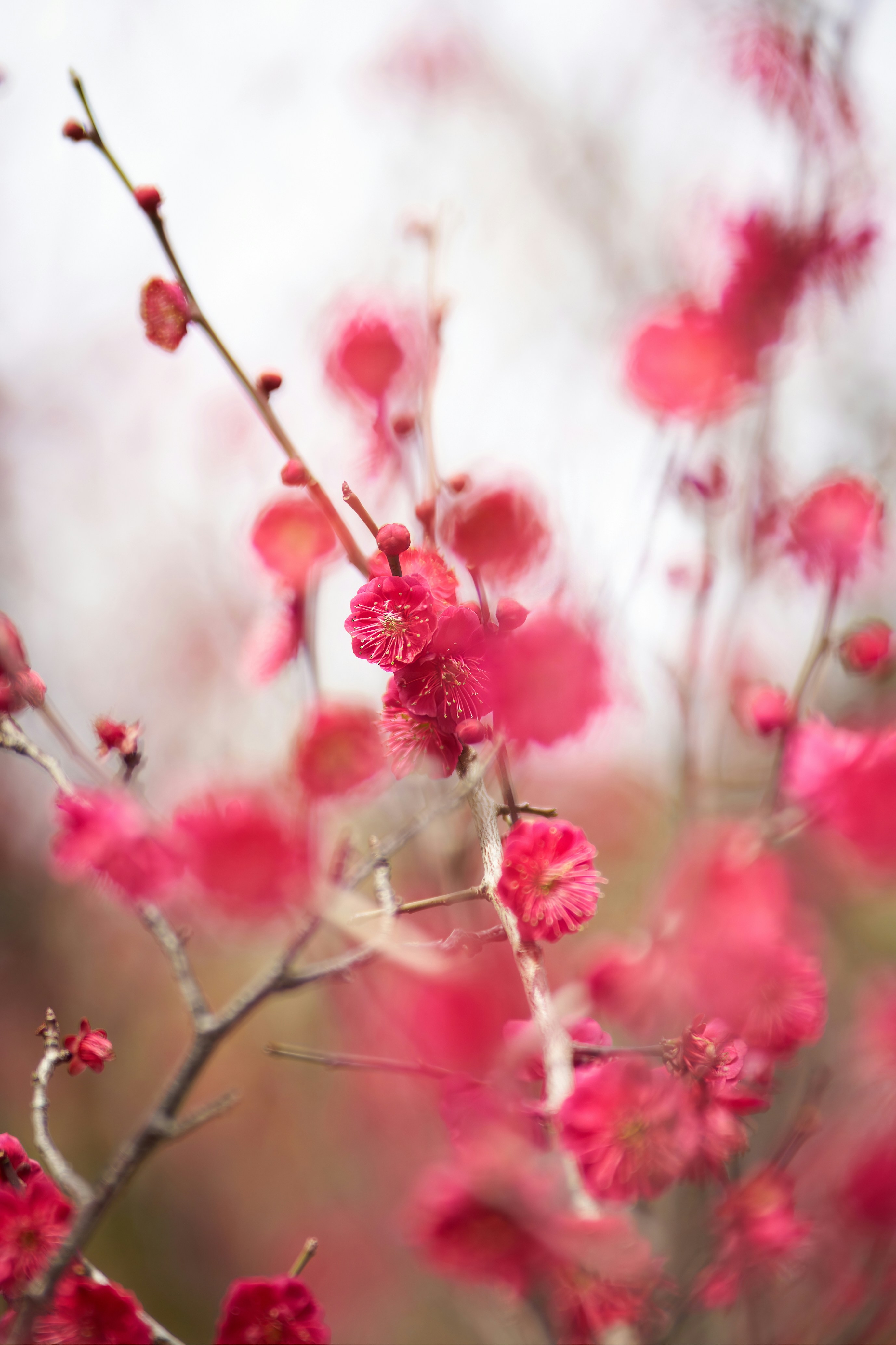 Les fleurs rouges fleurissent sur les branches au printemps. photo ...