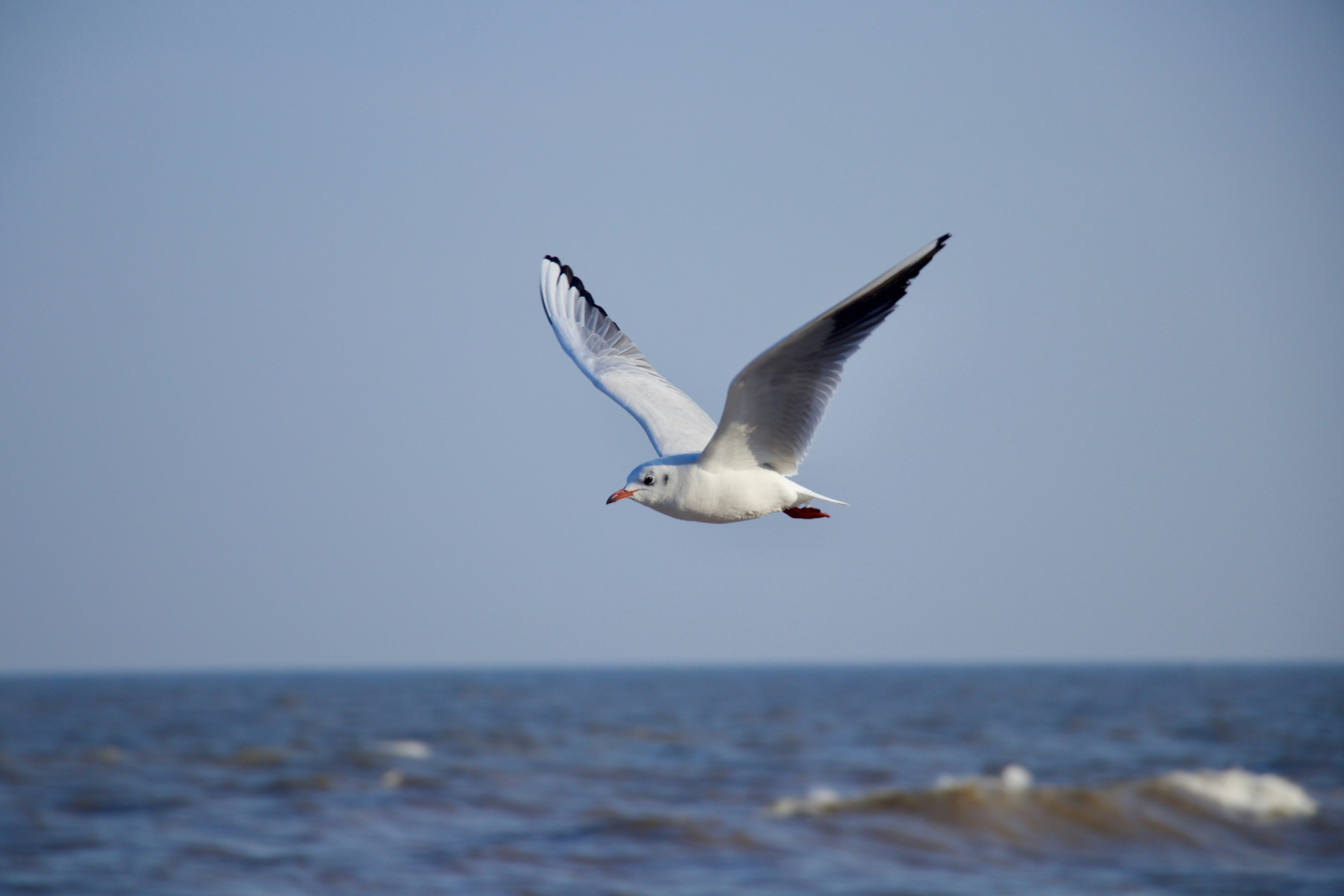 Seagull soaring over a calm sea under a clear blue sky.