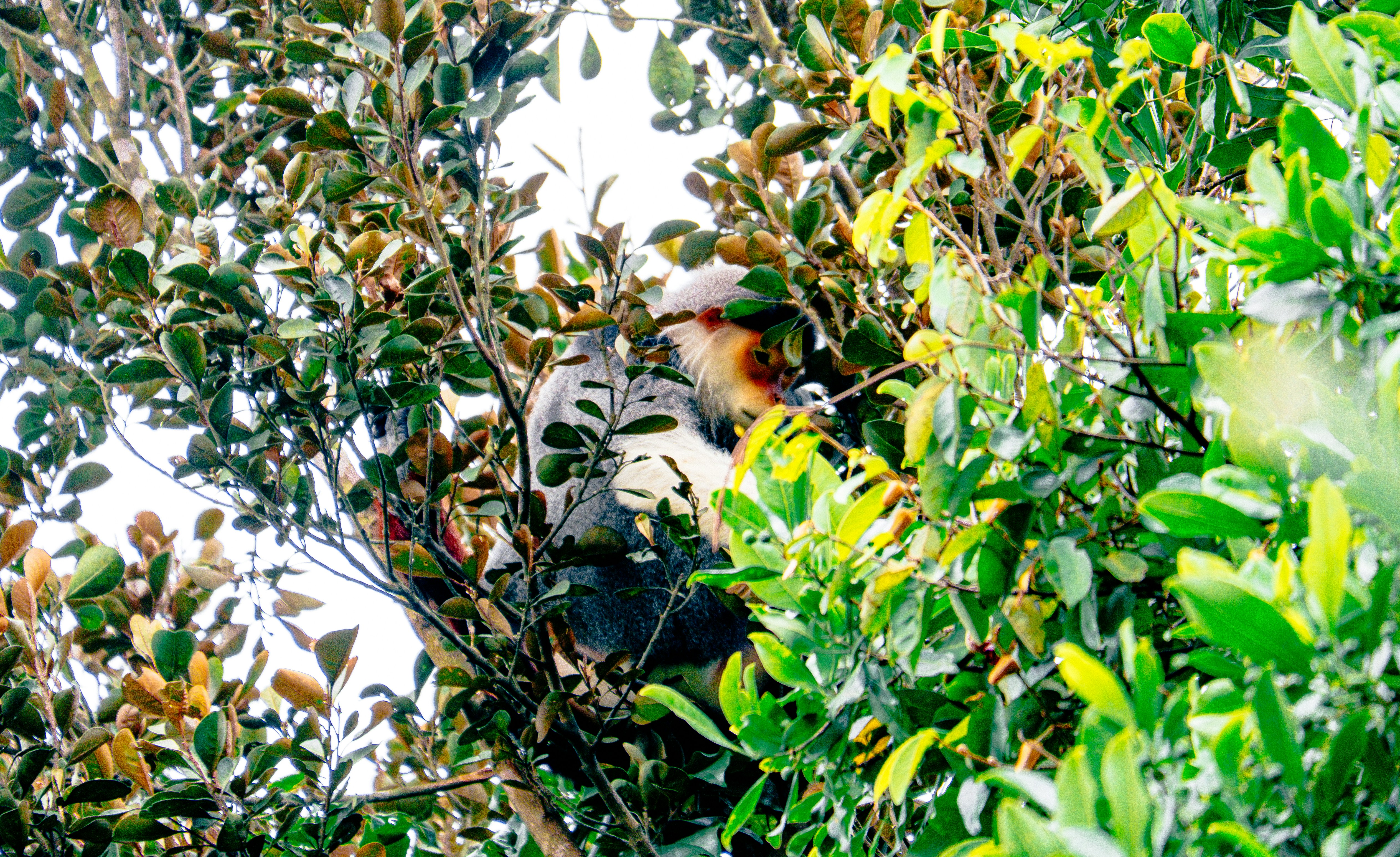 A monkey hides amidst lush green leaves. photo – Free Land Image on ...