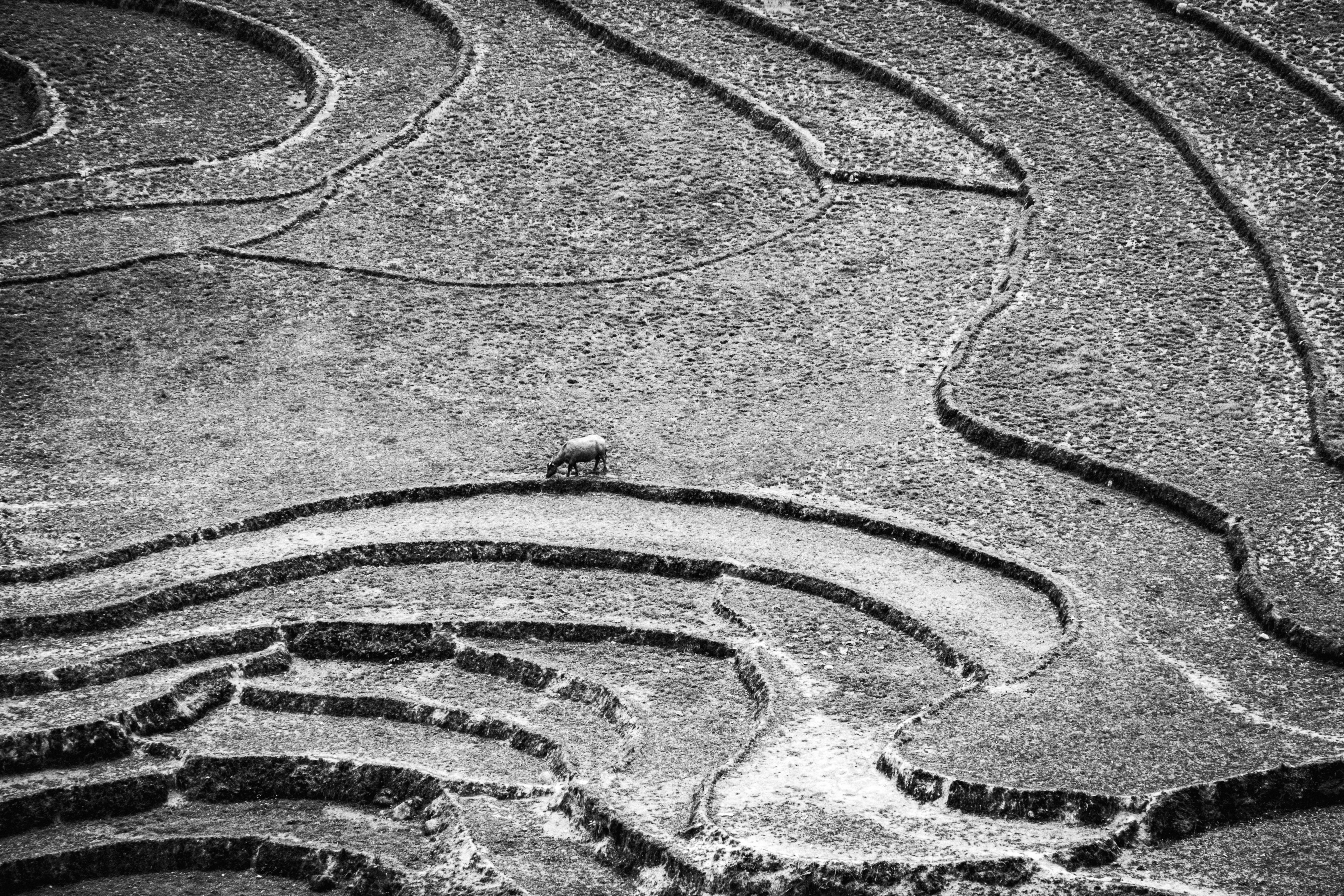 Contours of Solitude: The Rice Terraces of Sa Pa