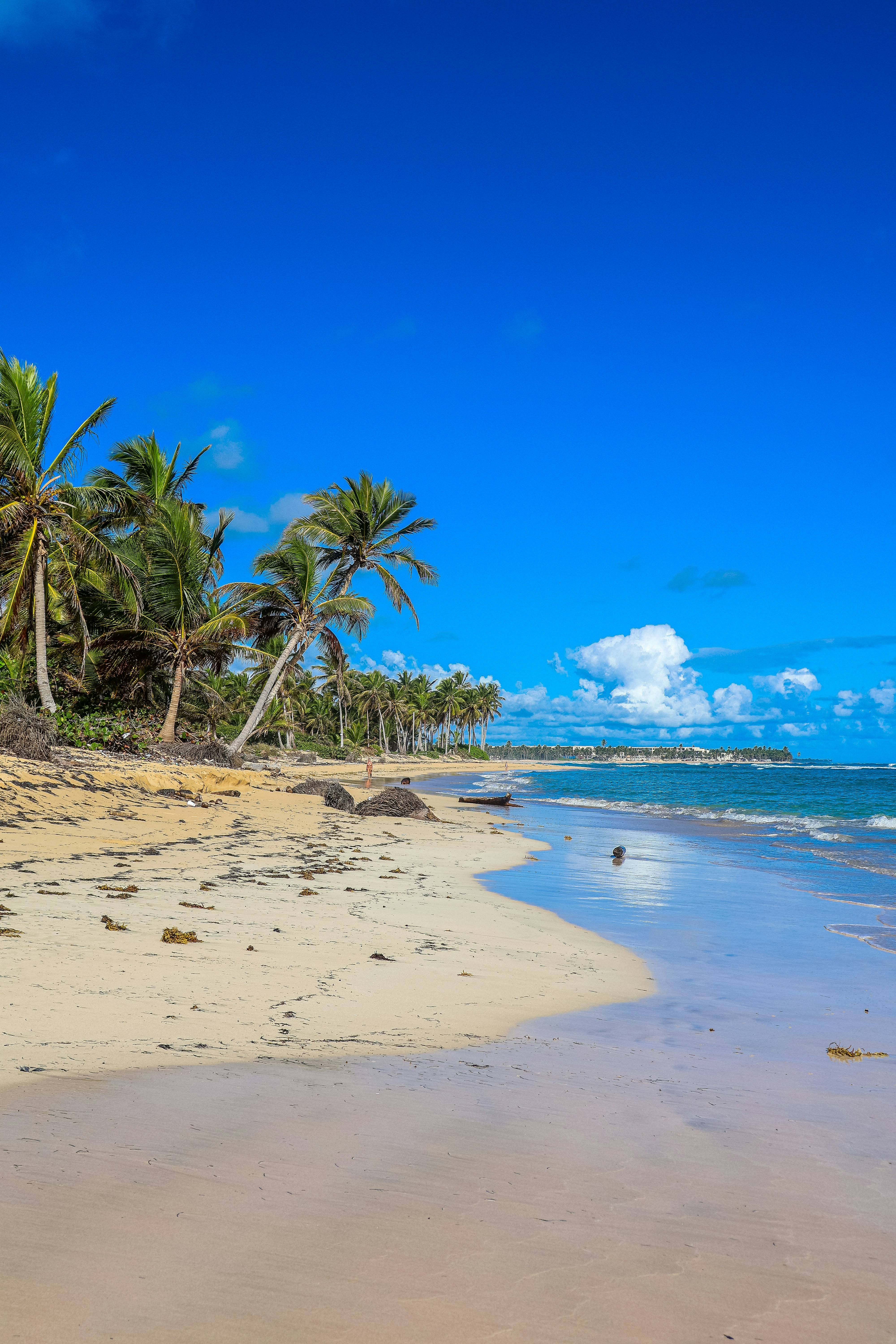 Palm trees line a serene, sandy beach with clear blue skies and gentle ocean waves.
