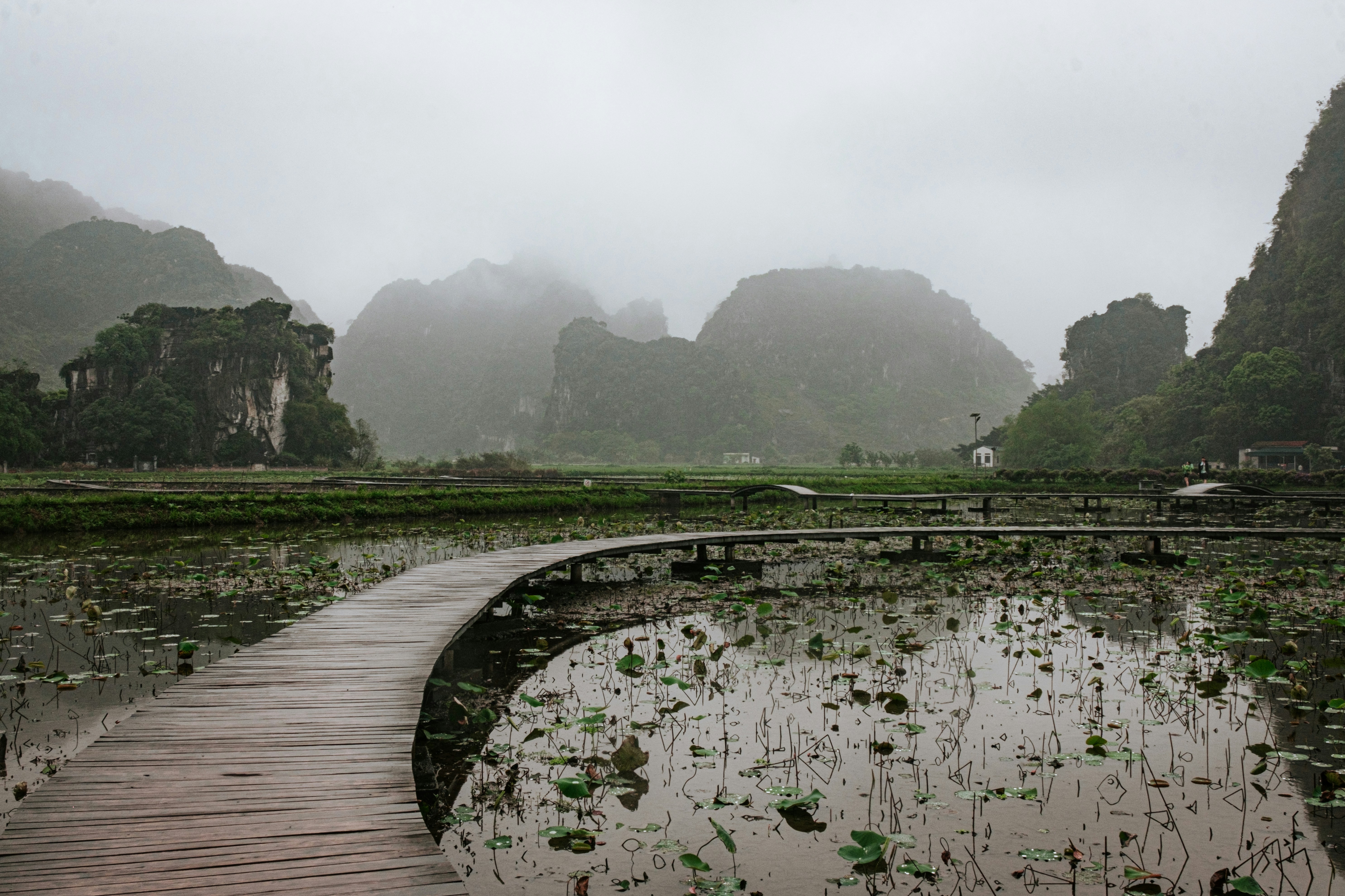 Misty Pathway Through Tranquil Wetlands