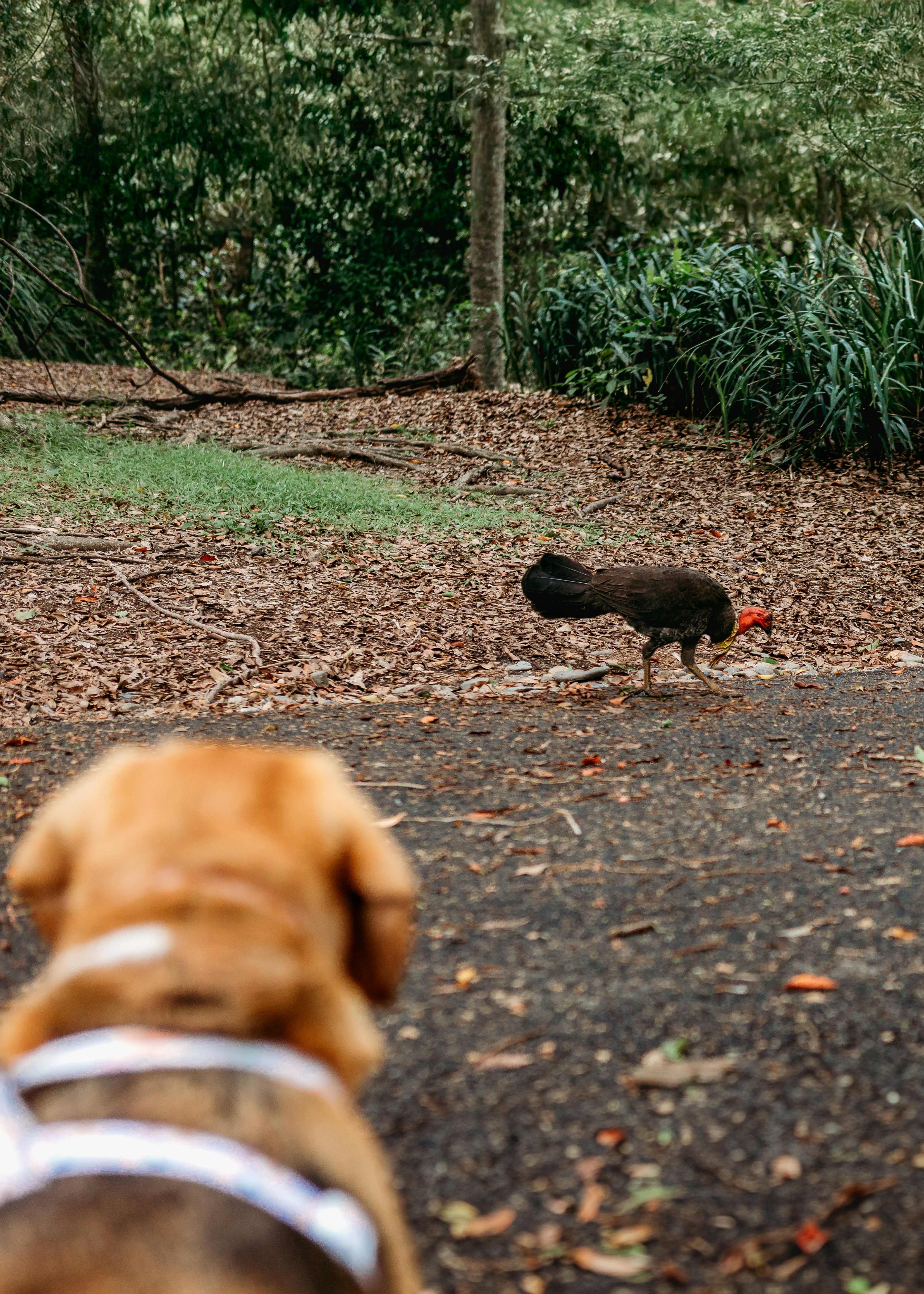 Curious Encounter in the Woodland