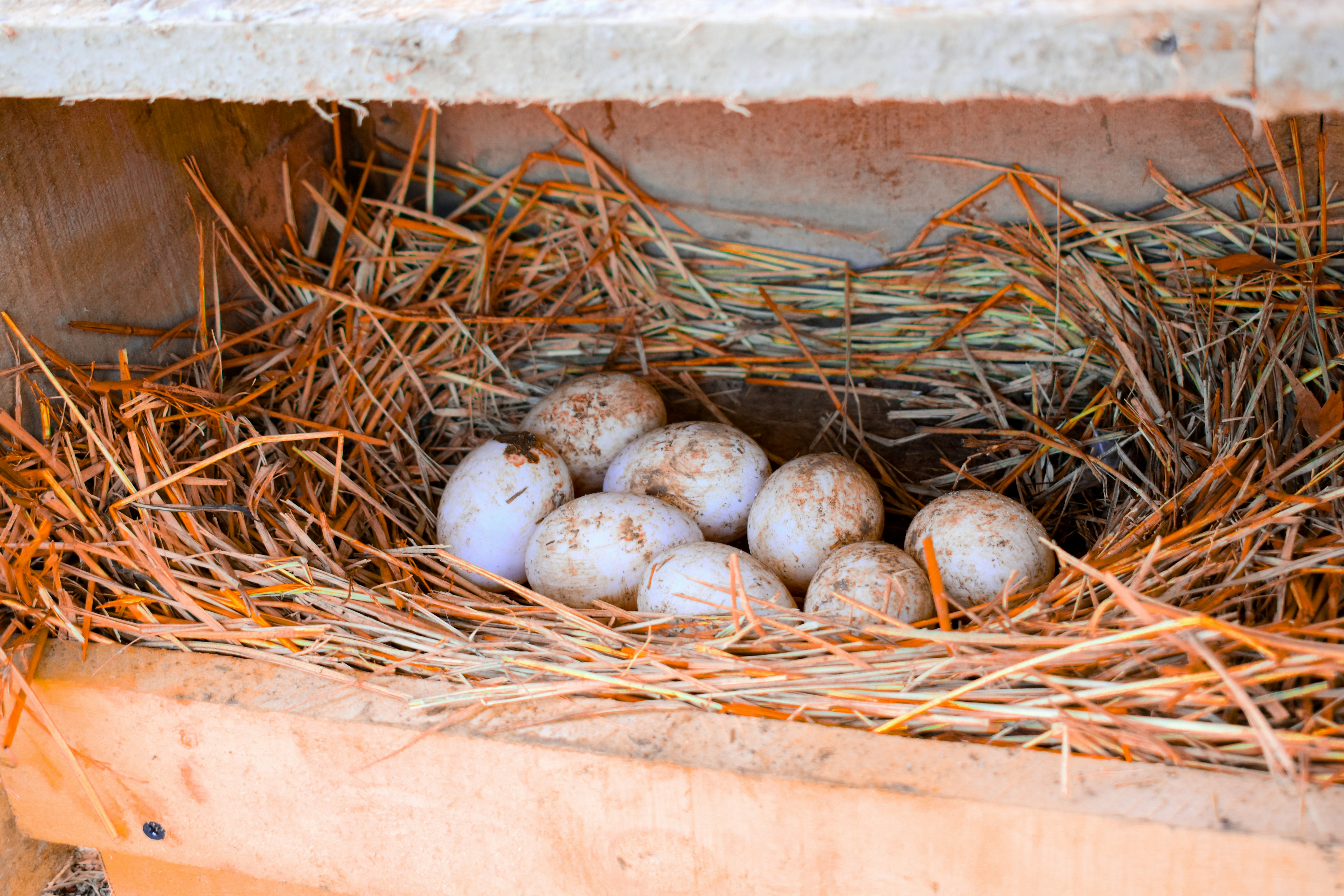 Quiet Nest, Speckled Eggs in Pine Straw