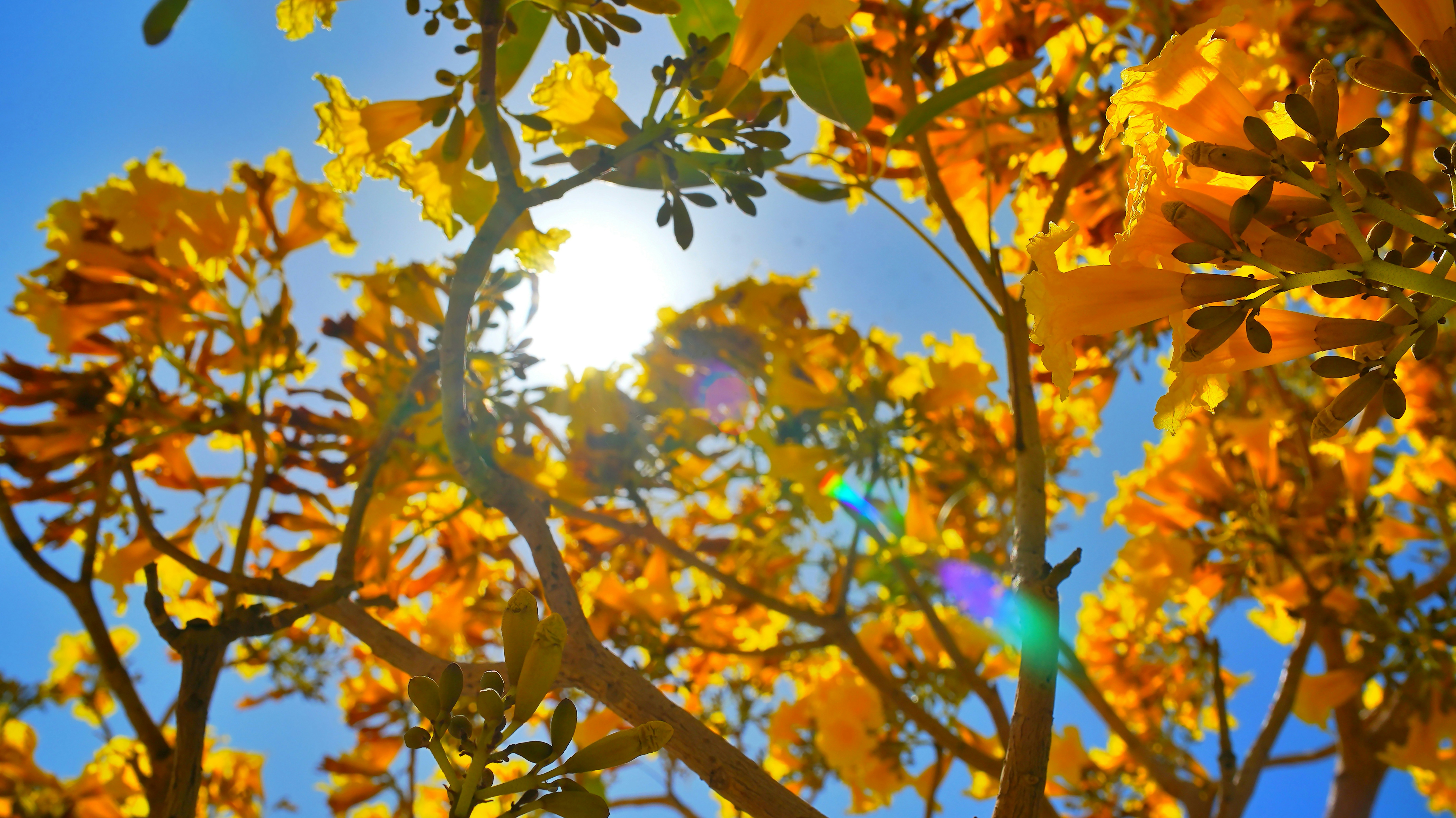 Golden Canopy Illuminated by Sunlight