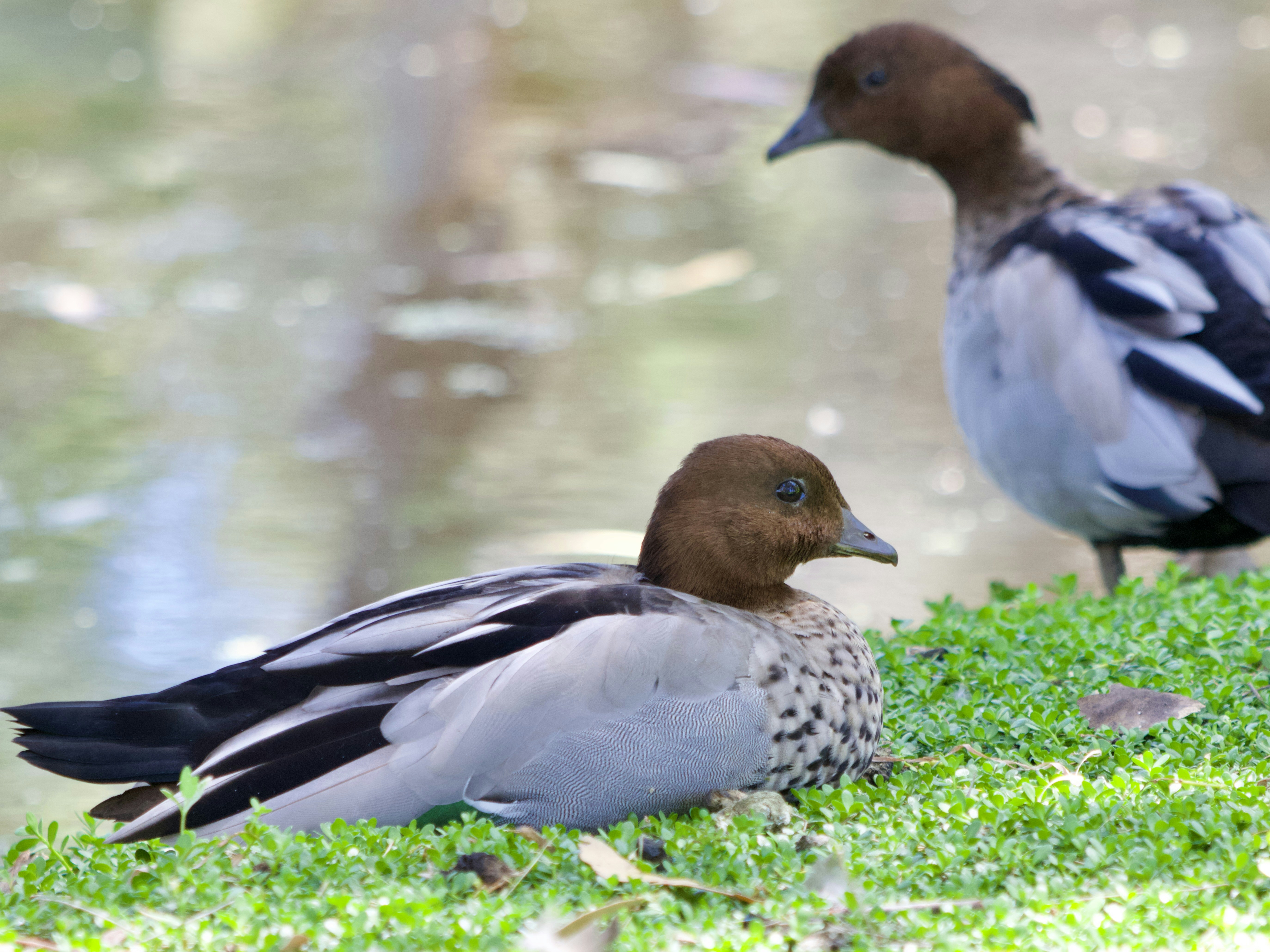 Near-Sunlit Lap of Feathers: Dabbling Ducks on Emerald Grass