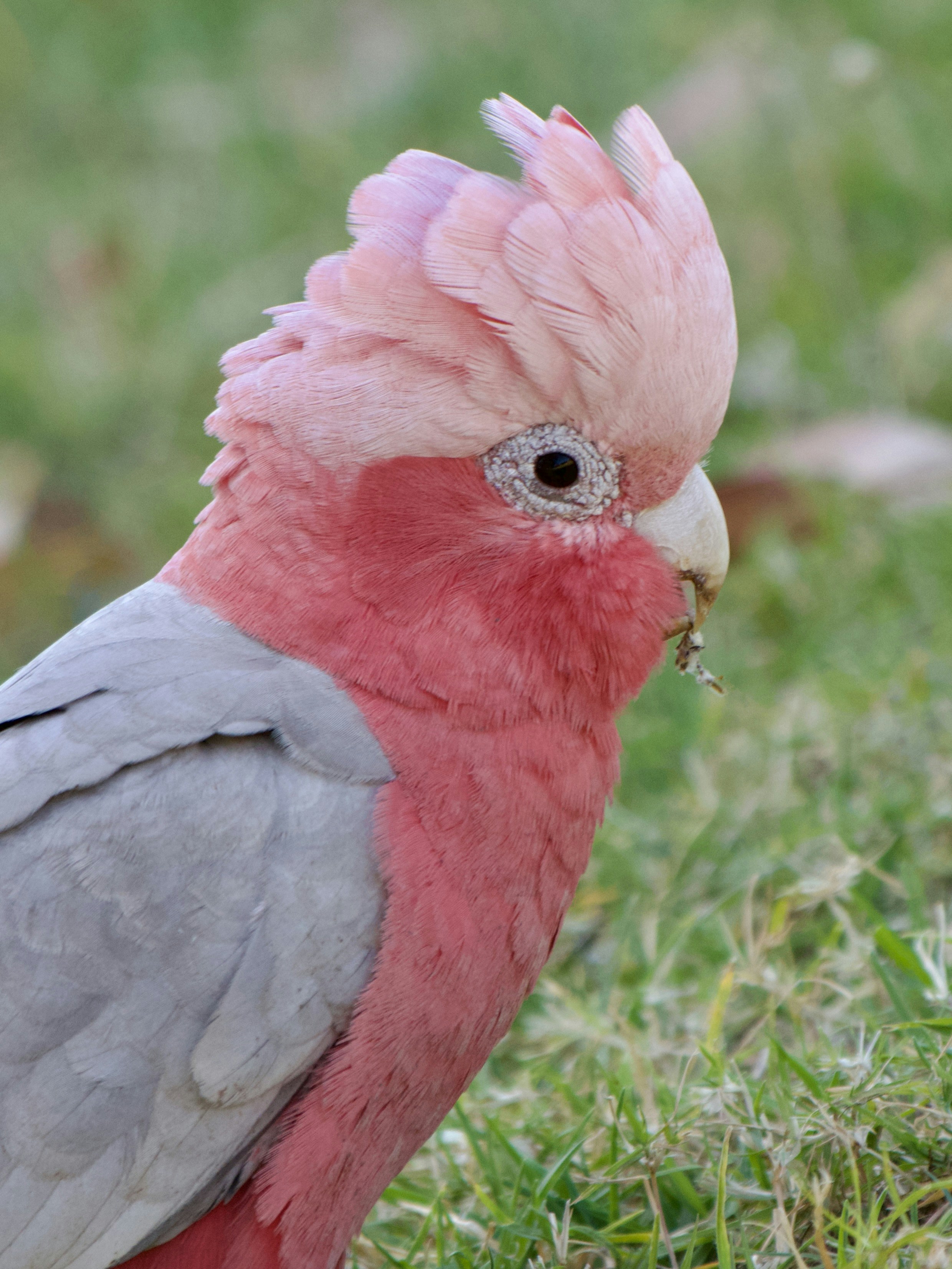 A rosy cockatoo bird poses for a photograph. photo – Free Animal Image ...
