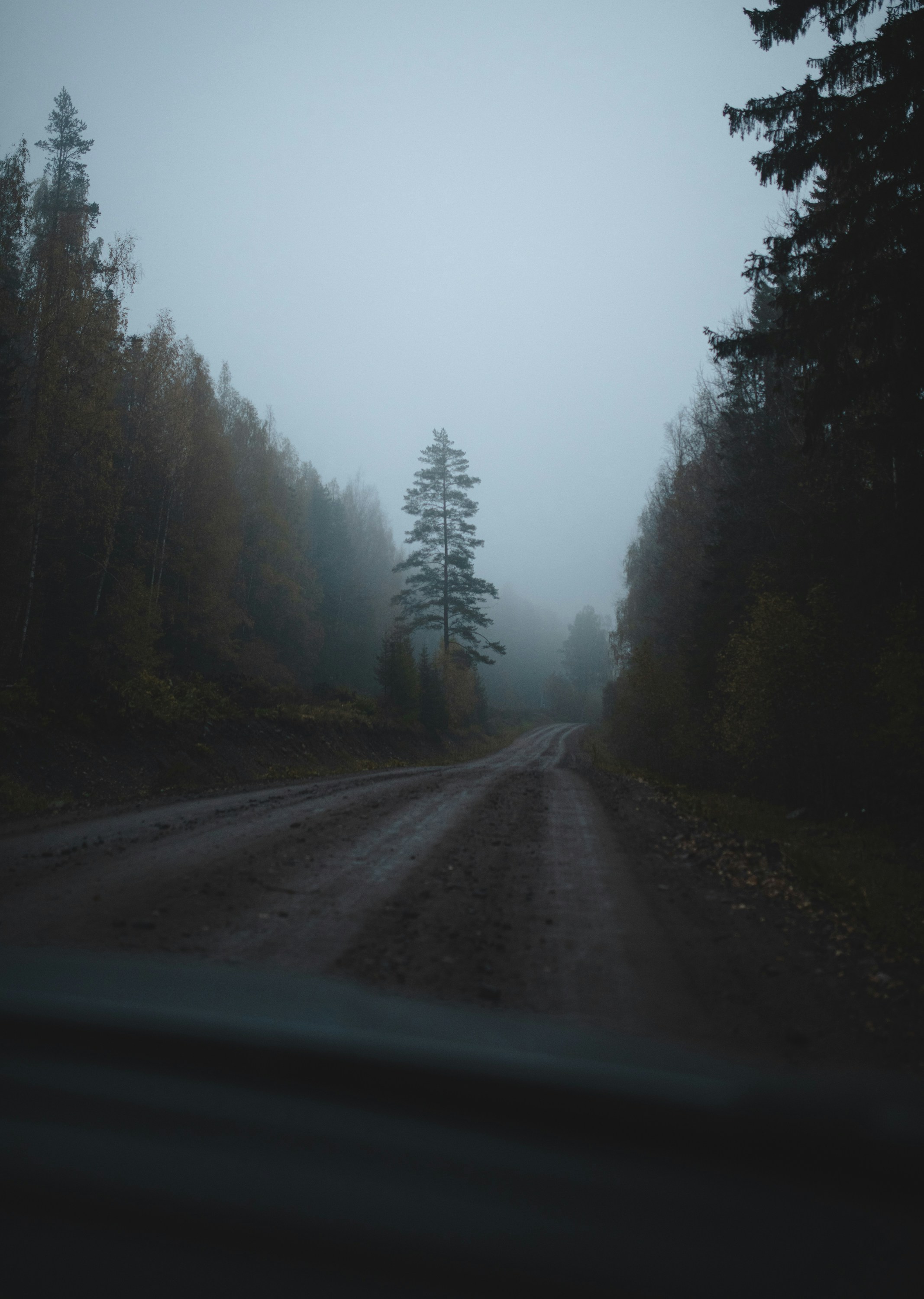 Foggy road leads through a mysterious forest. photo – Free Forest Image ...