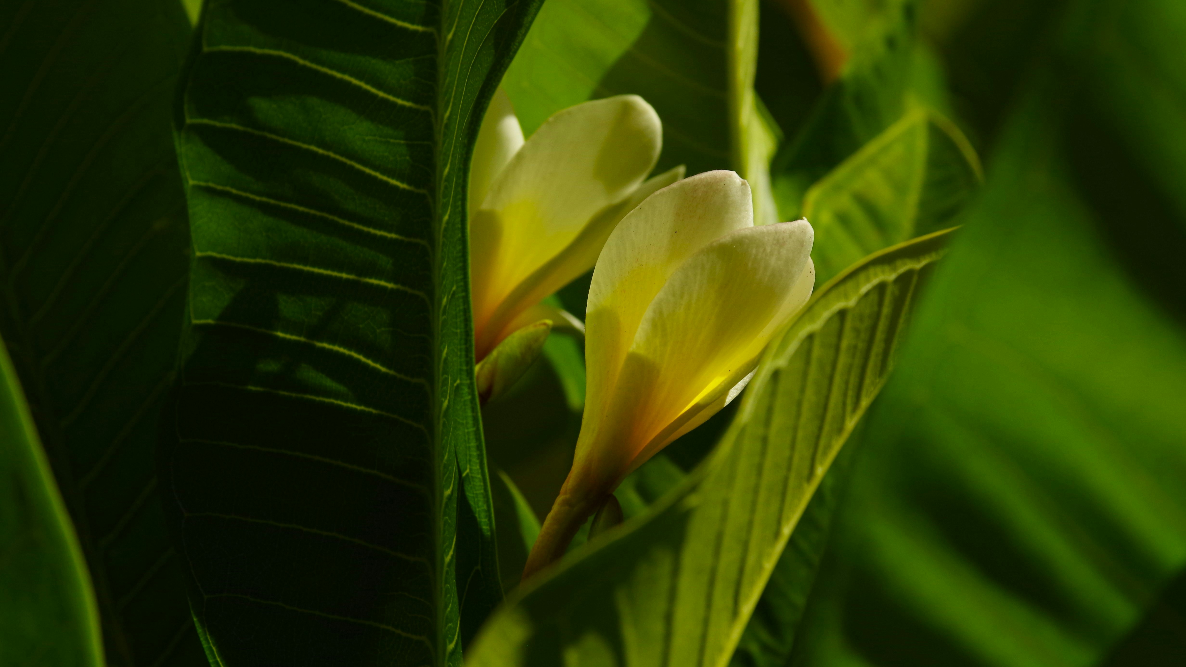 Whisper of Yellow Petals Amid Verdant Foliage