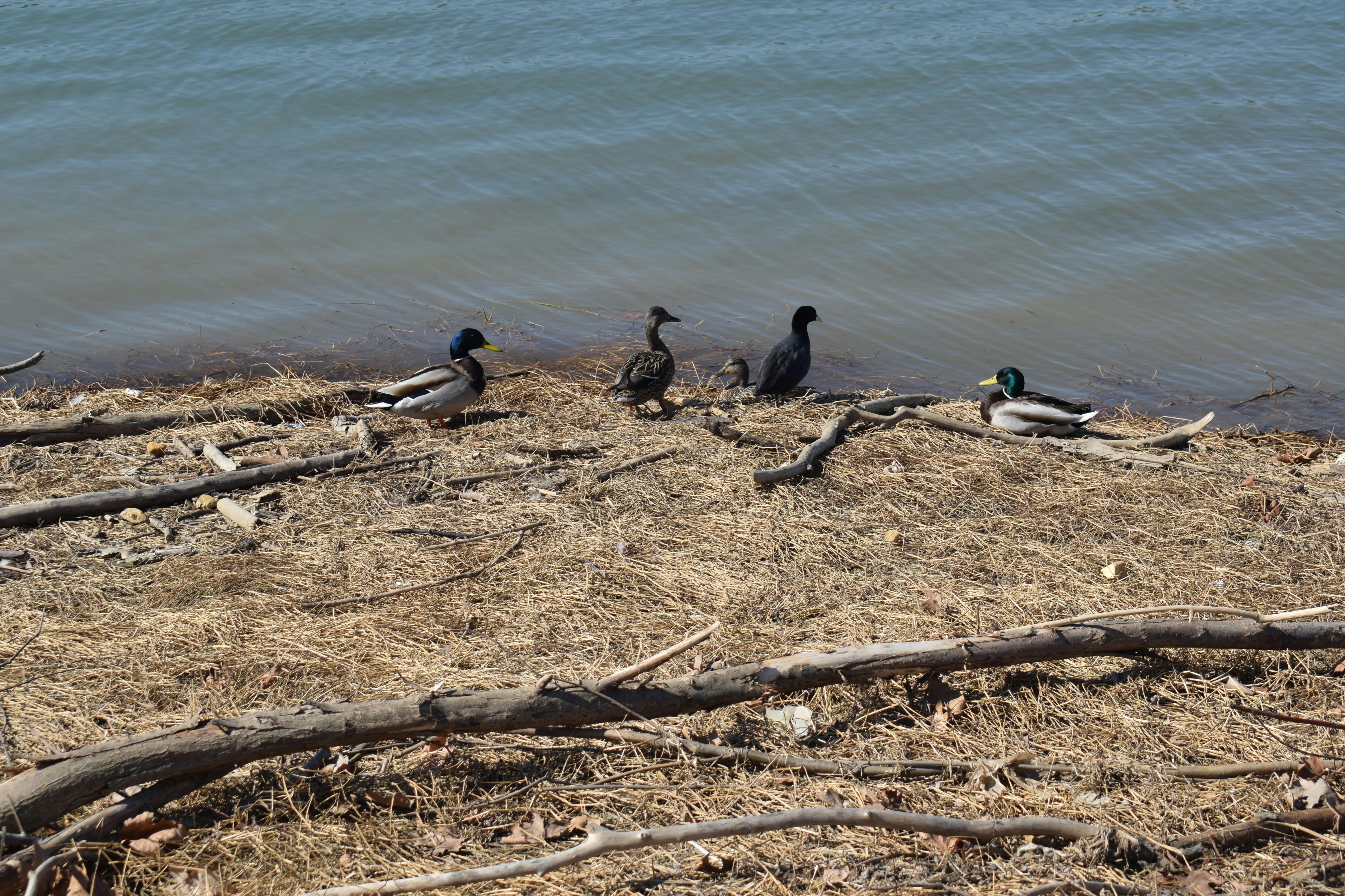 Quiet Gathering by the Lakeside Shore