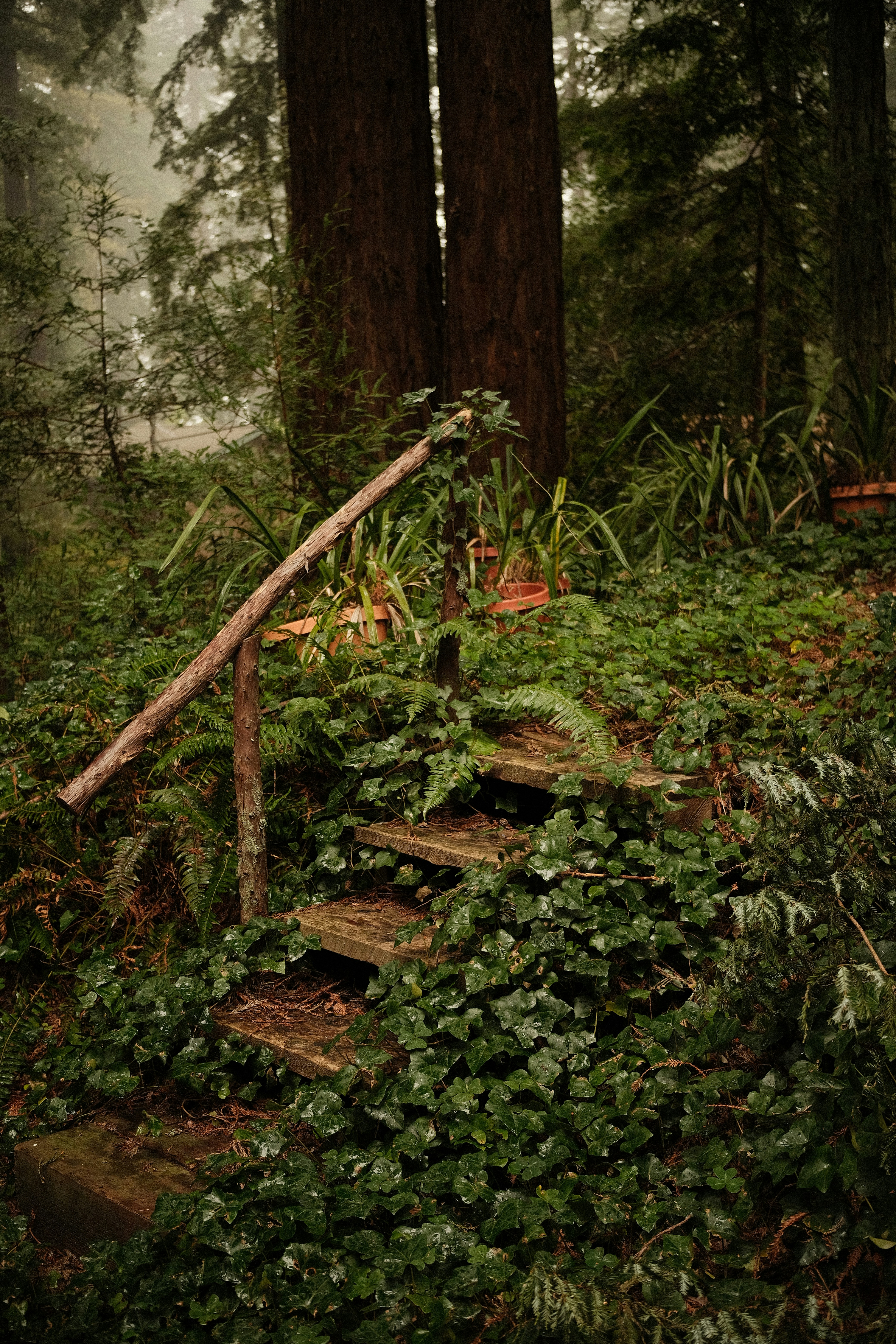 Overgrown Steps in a Quiet Forest Stairway