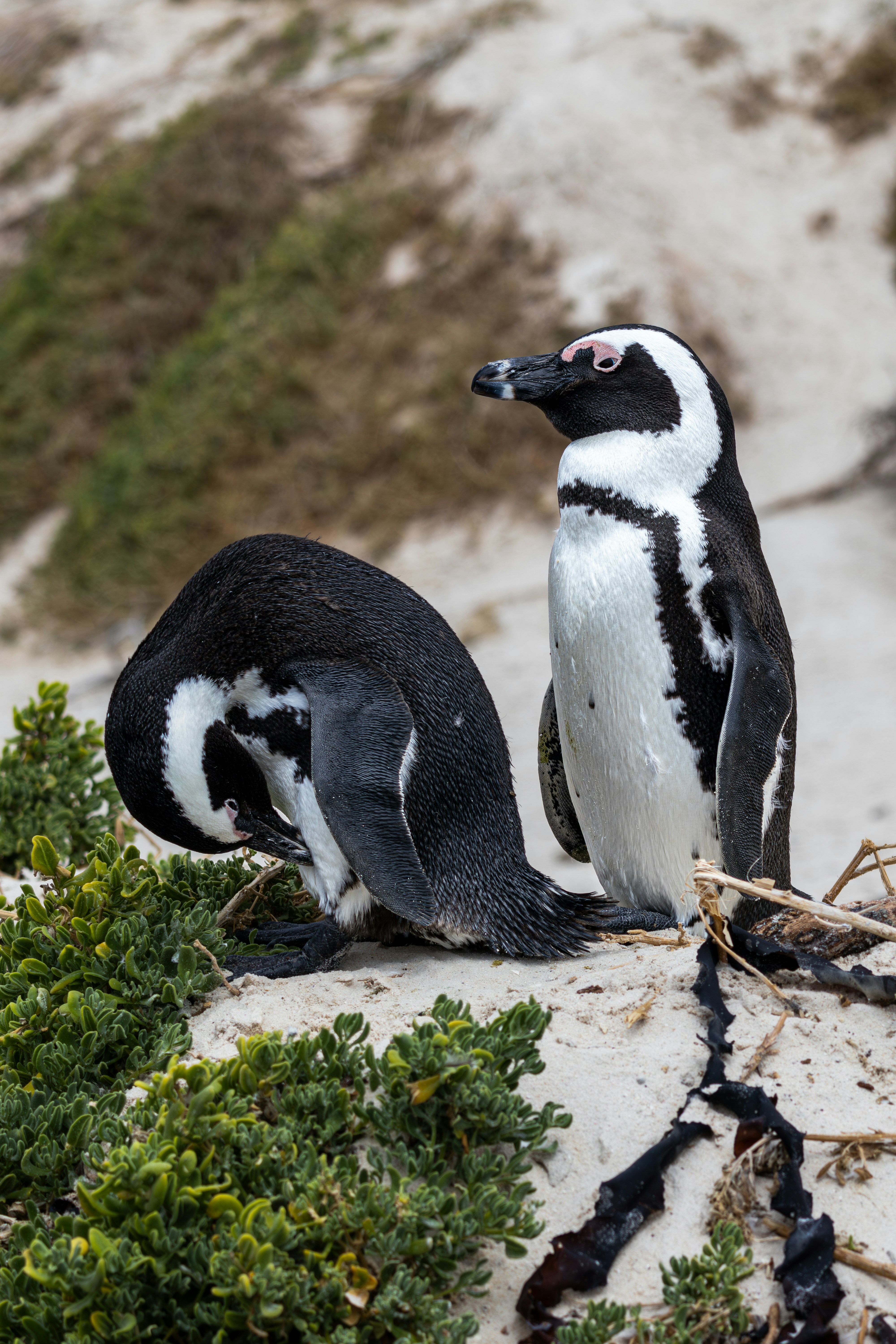Two penguins stand on the sand together. photo – Free Penguin Image on ...
