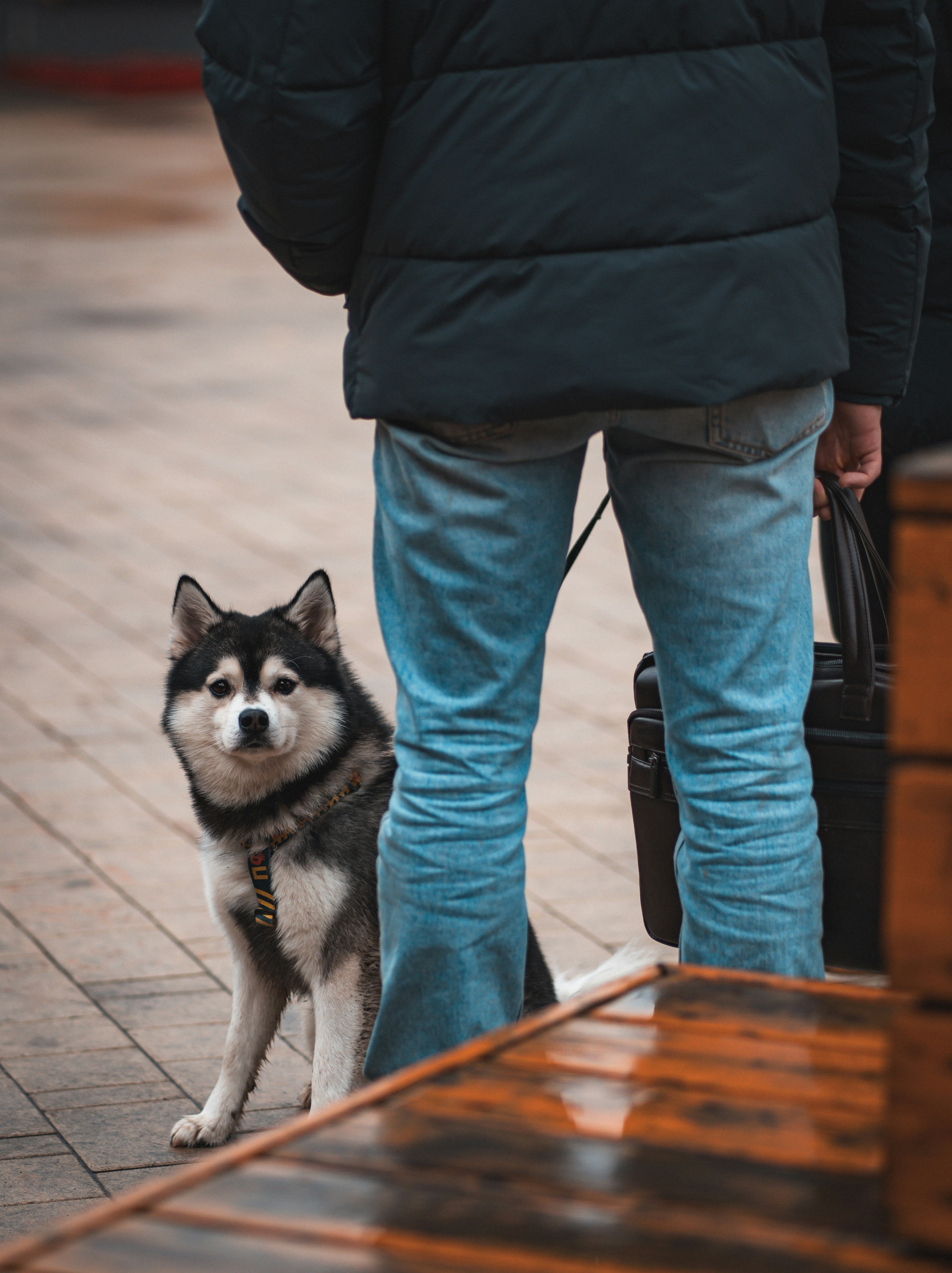 Sidewalk Gaze: A Husky Pauses by the Pedestrian Path
