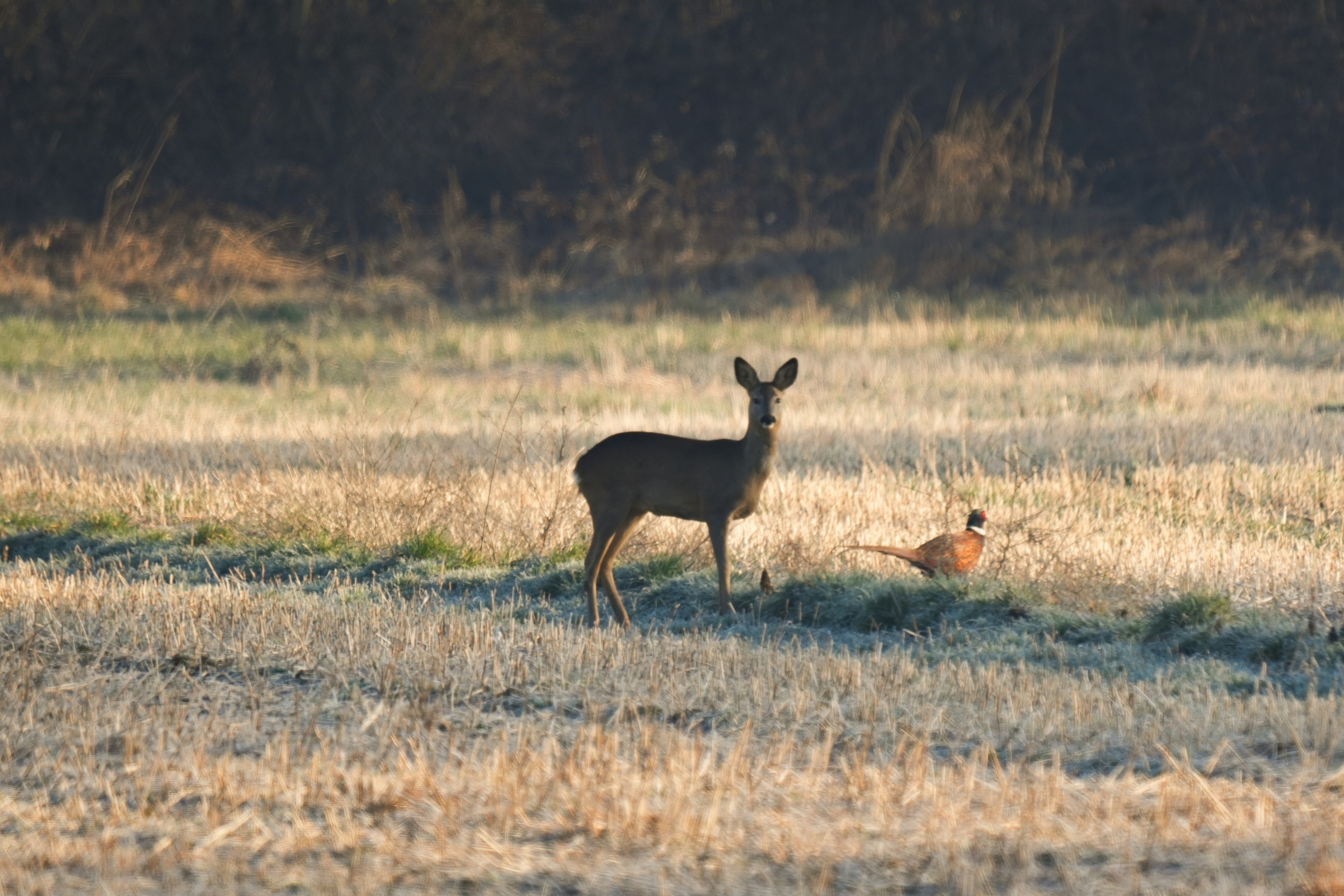 A deer and pheasant in a field. photo – Free Animal Image on Unsplash