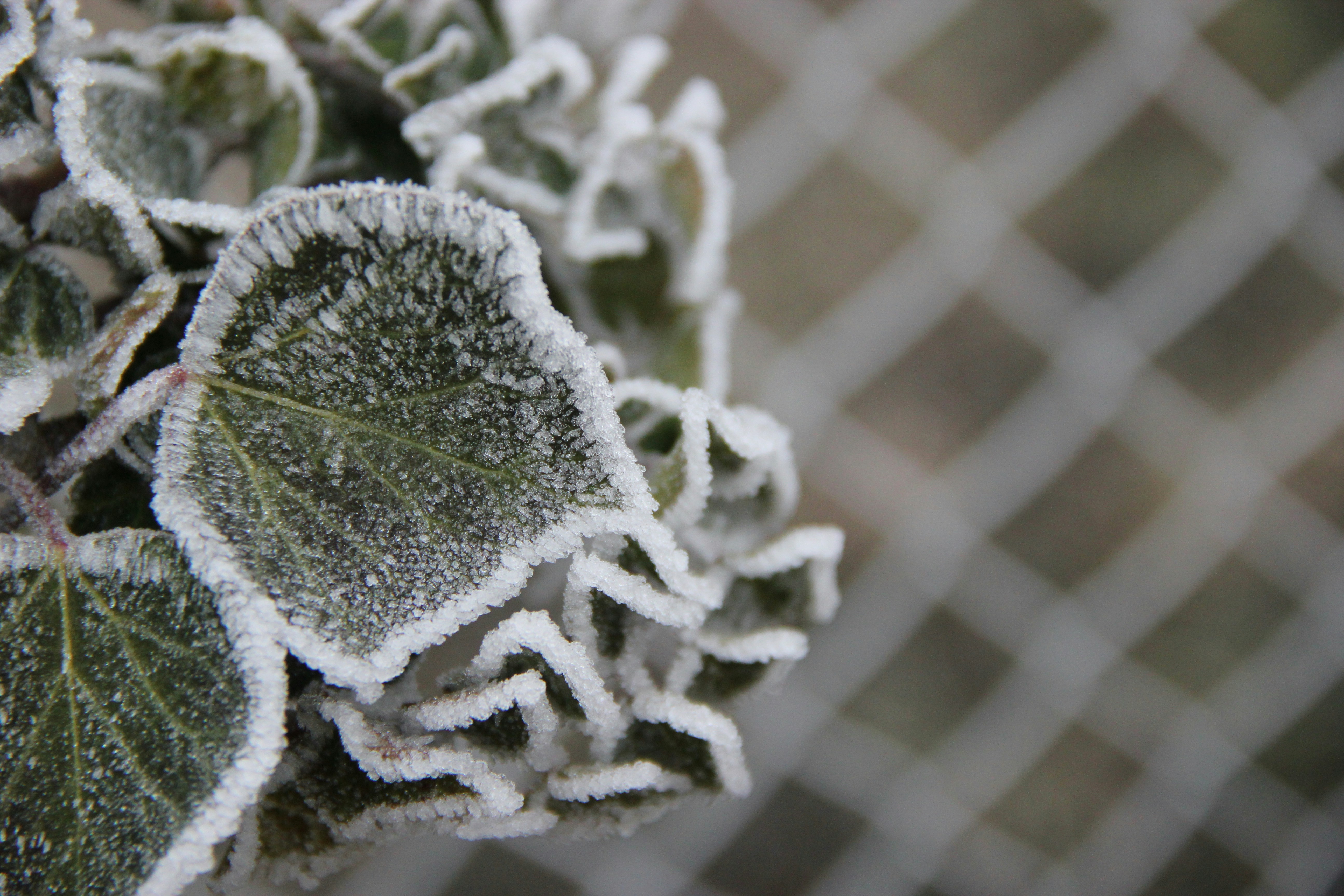 Ice-Crystal Crowned Leaf Framed by a Chain-Link Backdrop