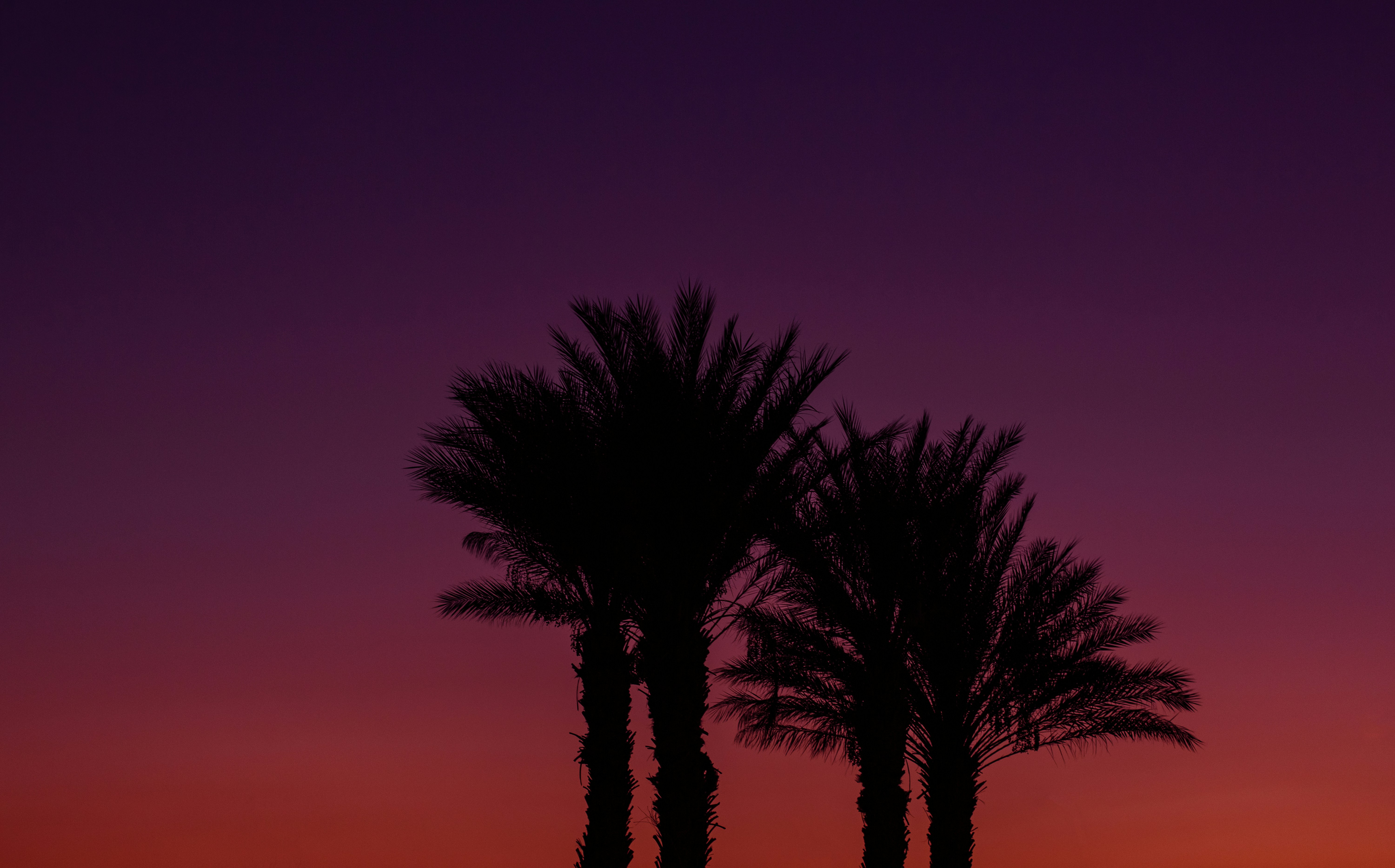 Palm tree silhouettes against a deep purple and orange twilight sky after sunset.