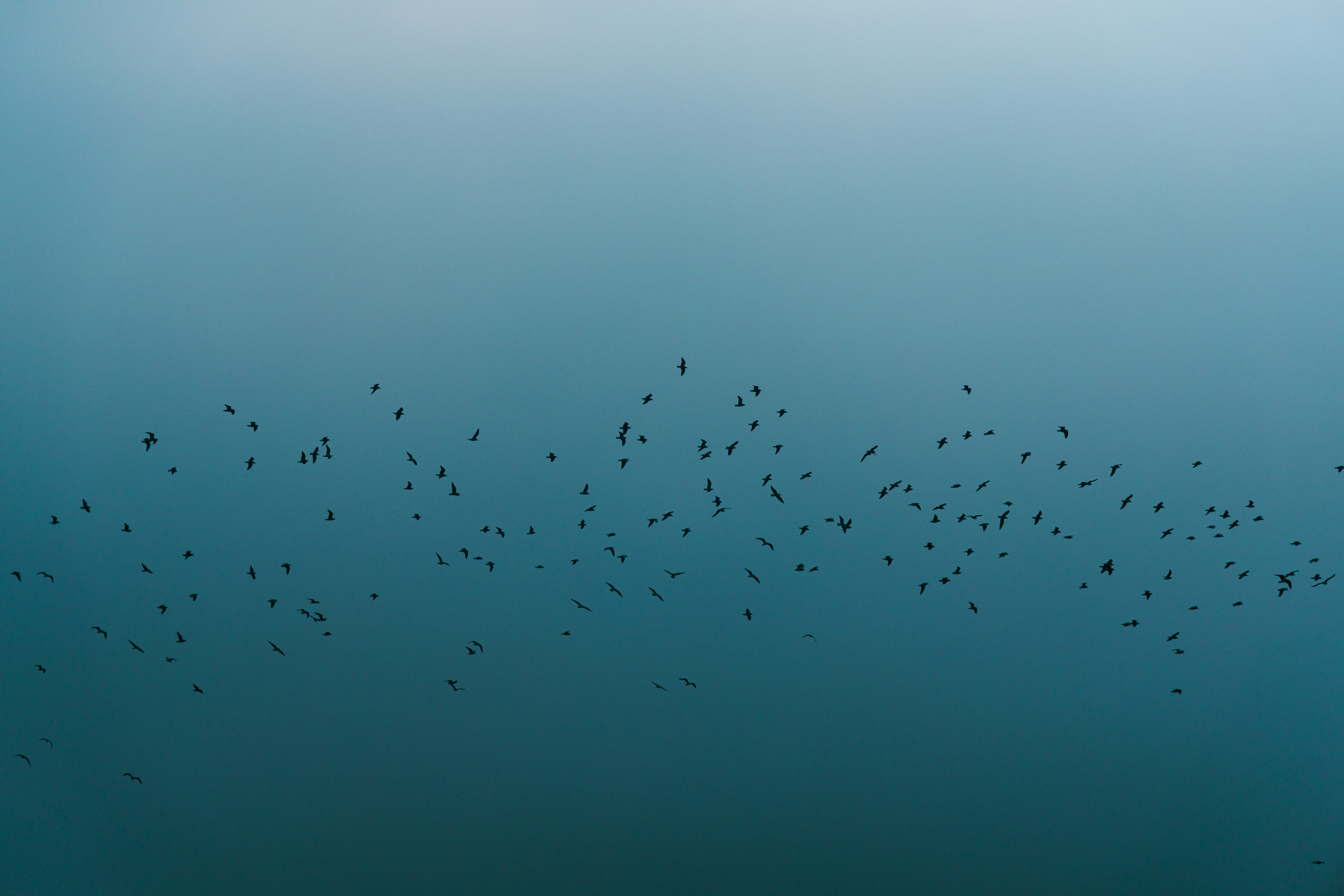 Midair Chorus over a Vast Blue Expanse