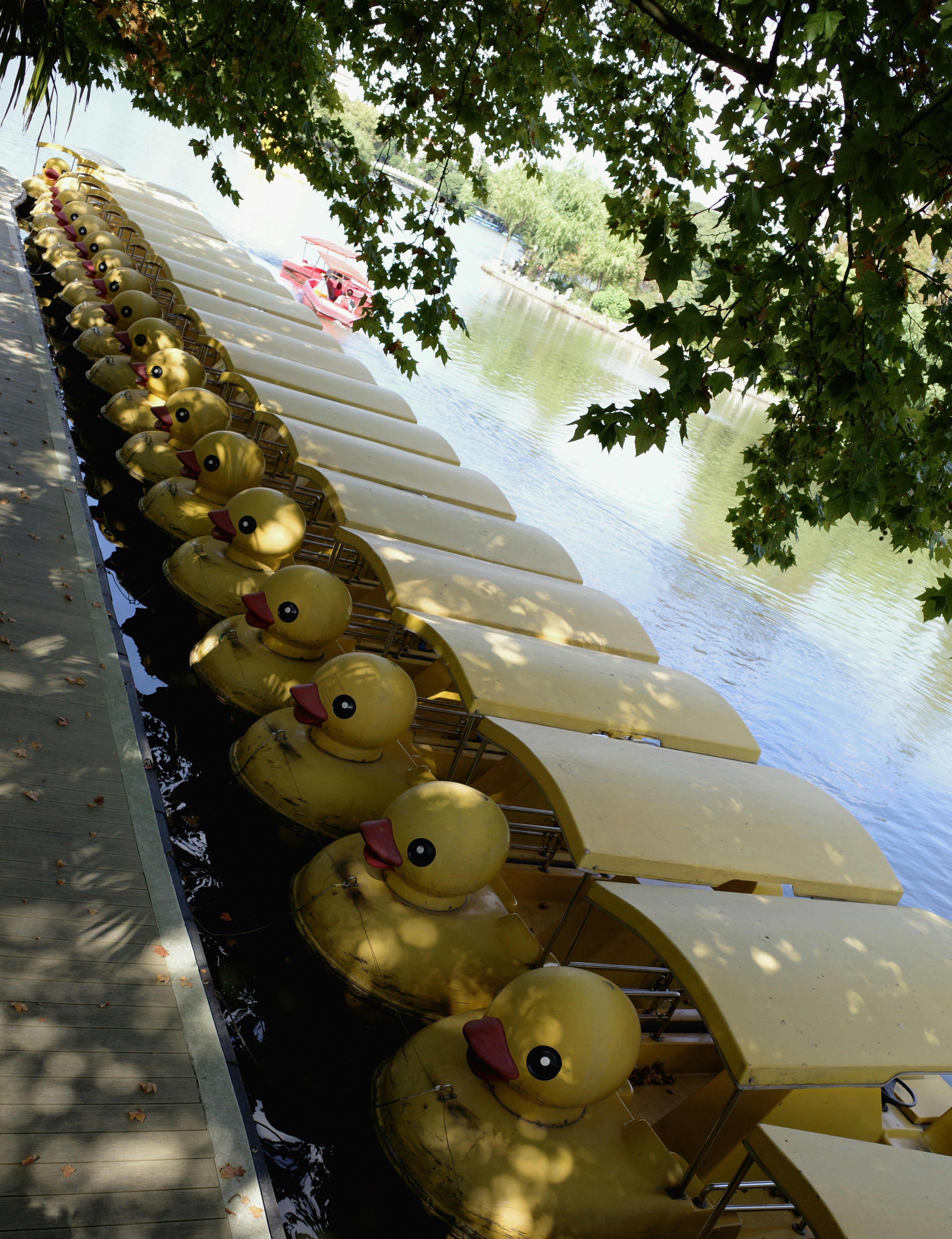 Rows of yellow duck statues along a swan-boat dock by a sunlit waterway, with overhanging tree branches casting dappled shadows.