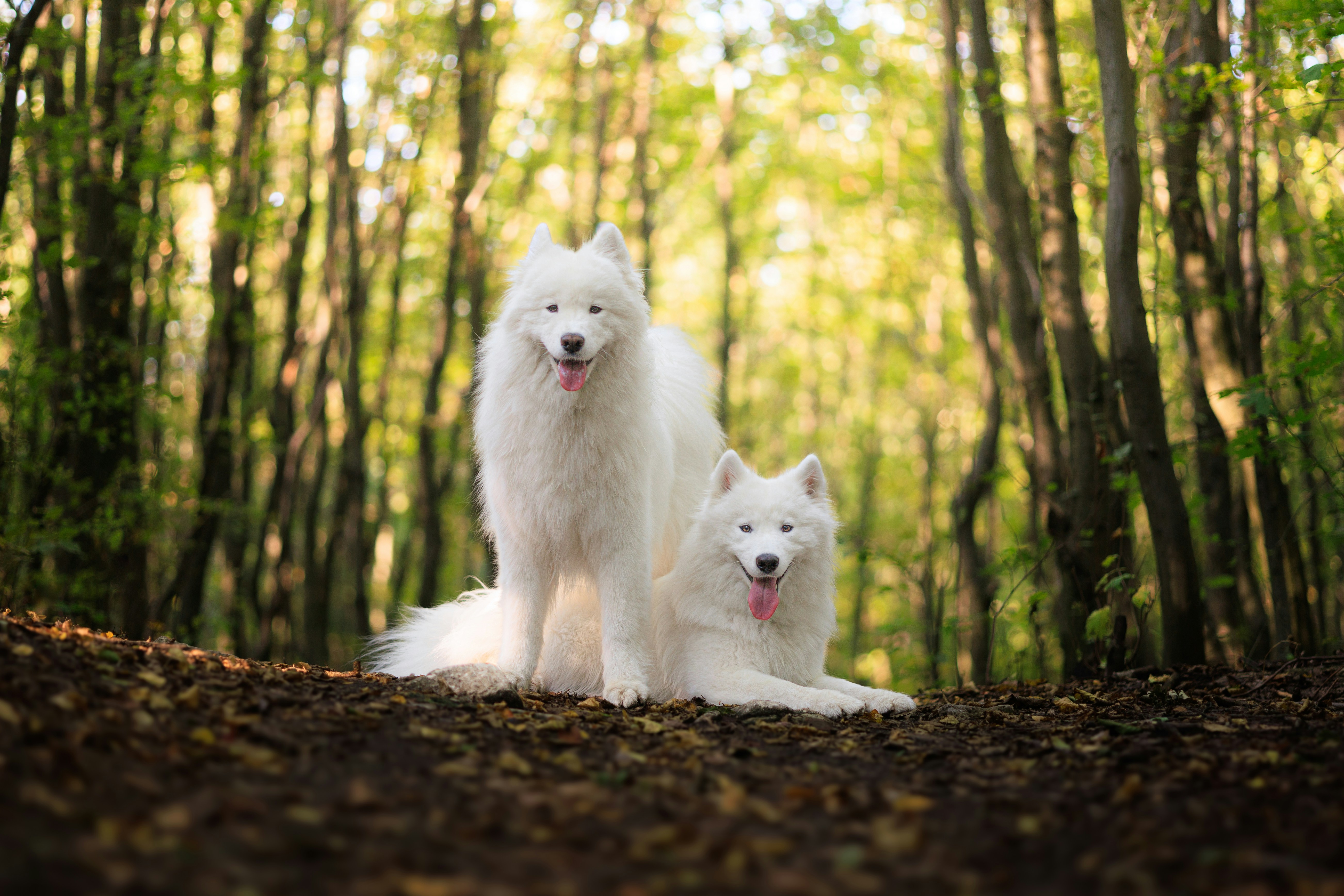 Two fluffy white dogs resting on a forest path surrounded by tall trees and soft sunlight.