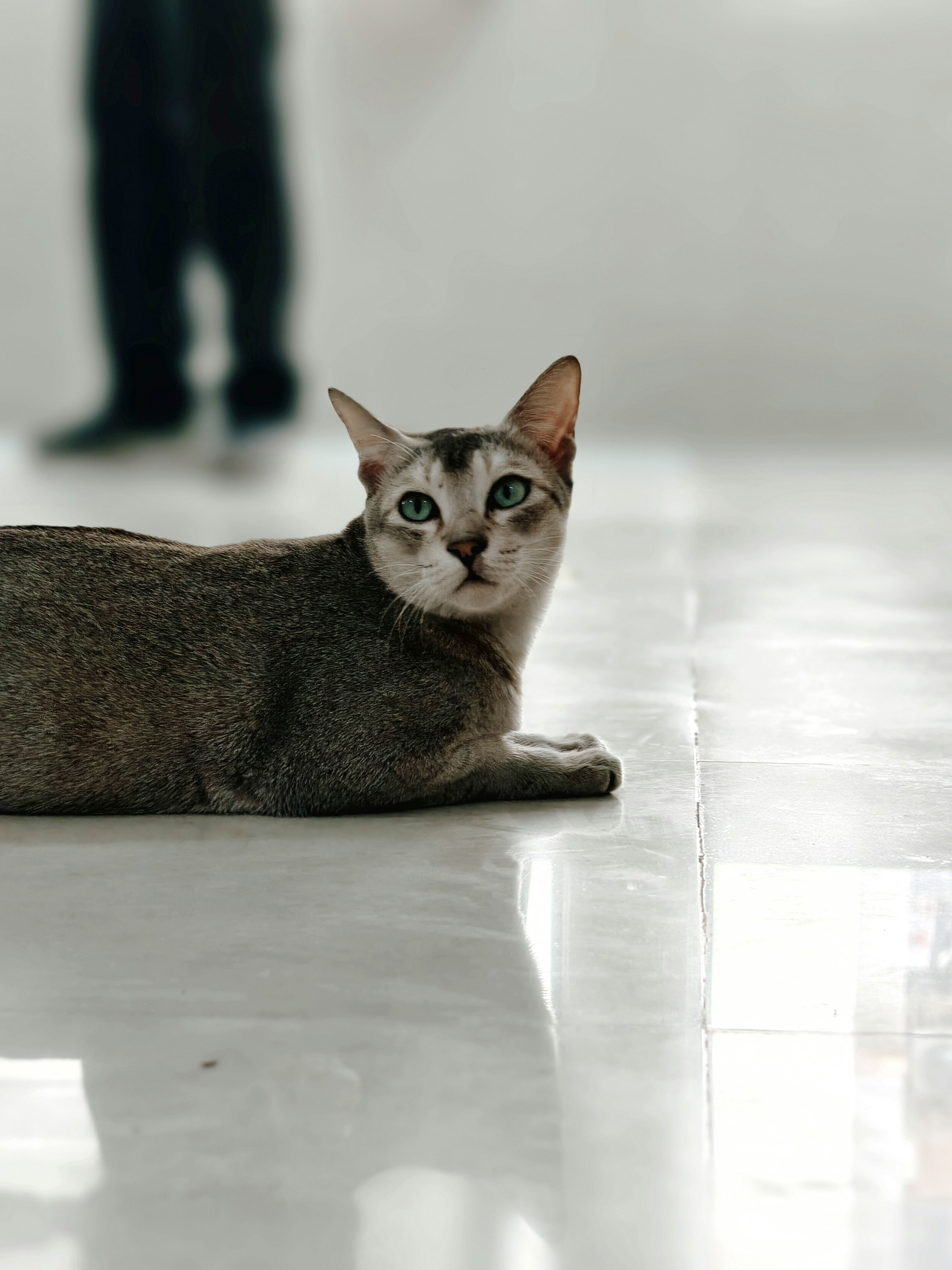 Cat lounges on a glossy tile floor while a blurred human silhouette appears in the background.