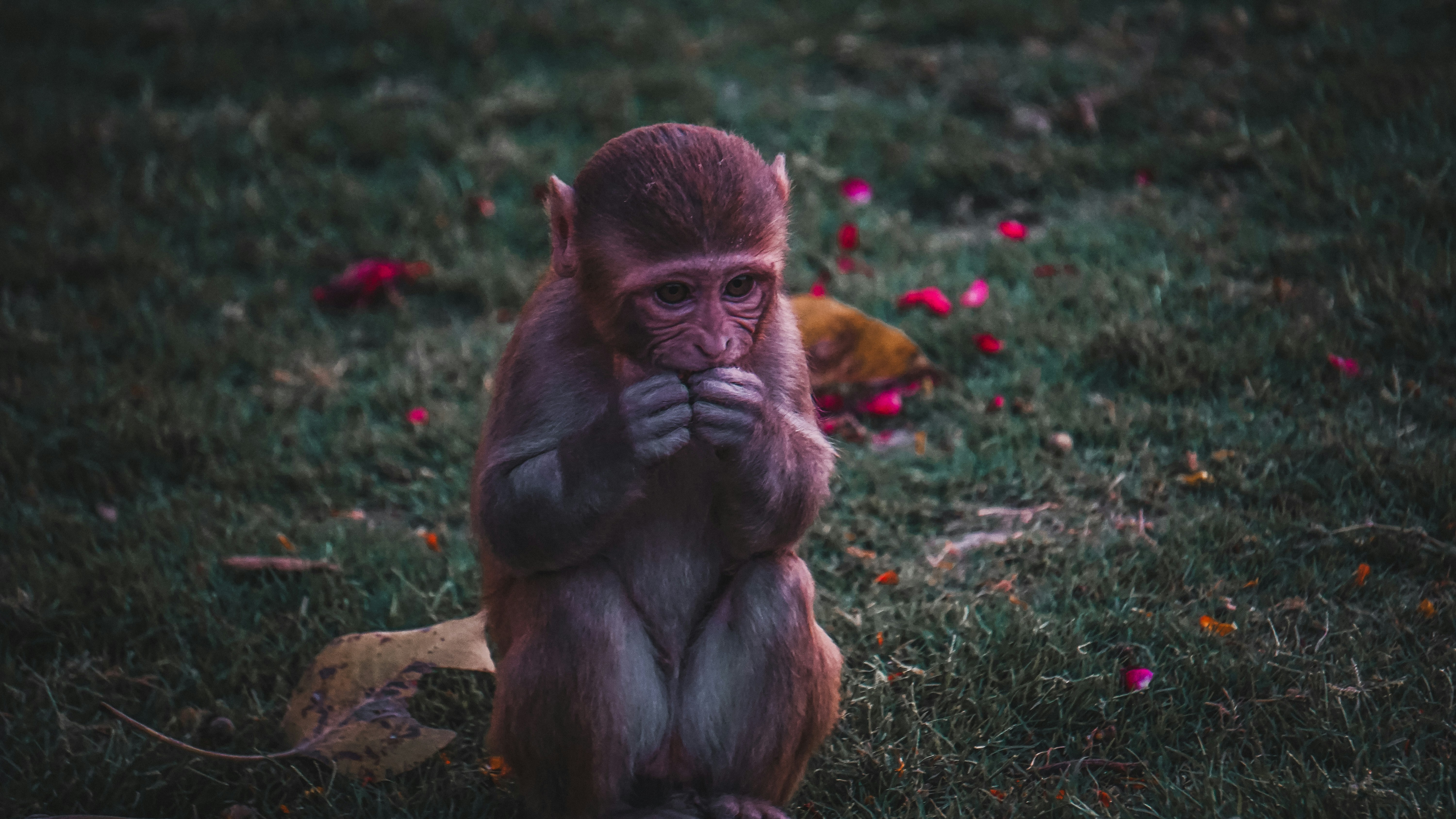 Petal-Littered Pause: A Capuchin’s Quiet Contemplation