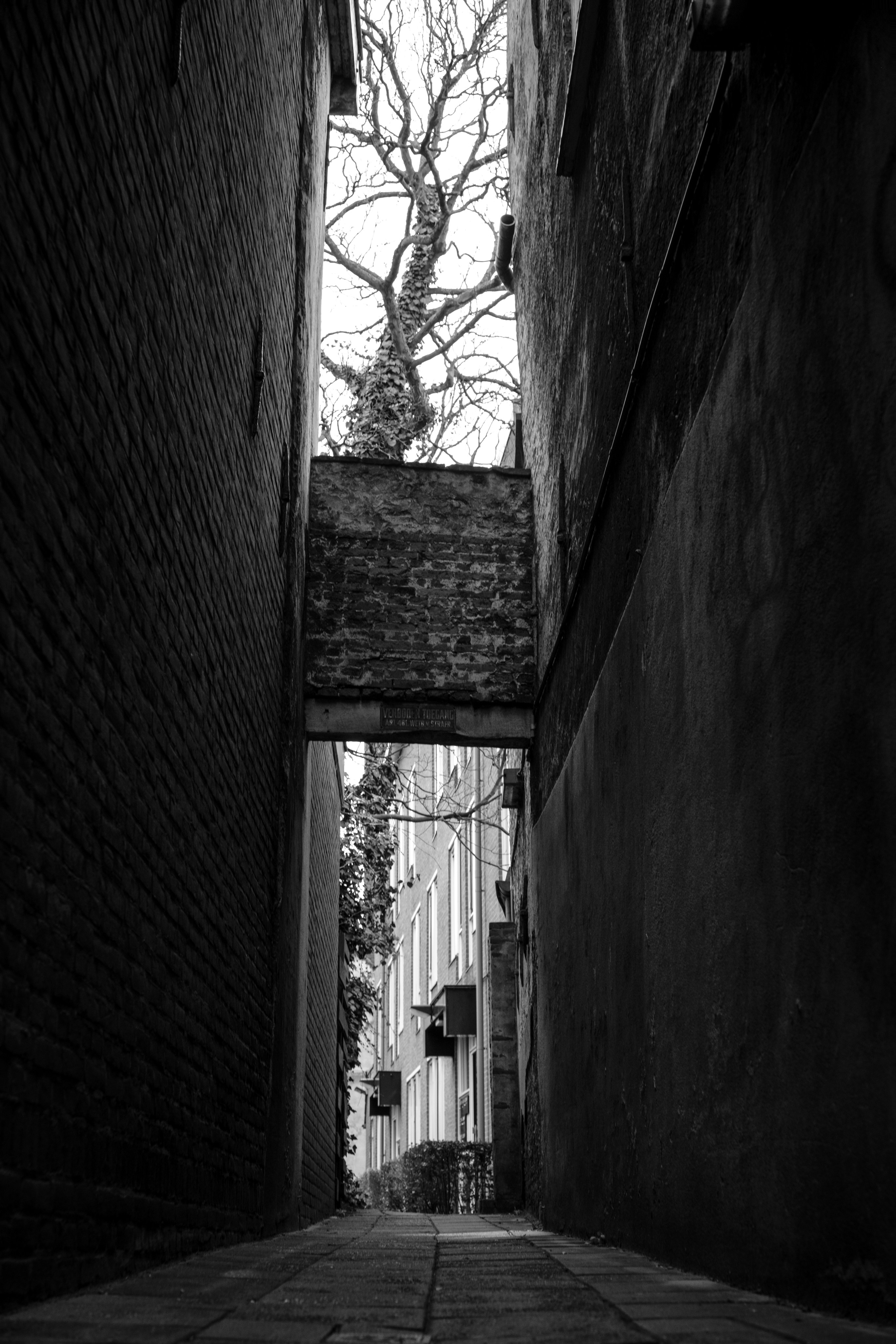 Photo by Ronan Furuta with Fujifilm X-T5