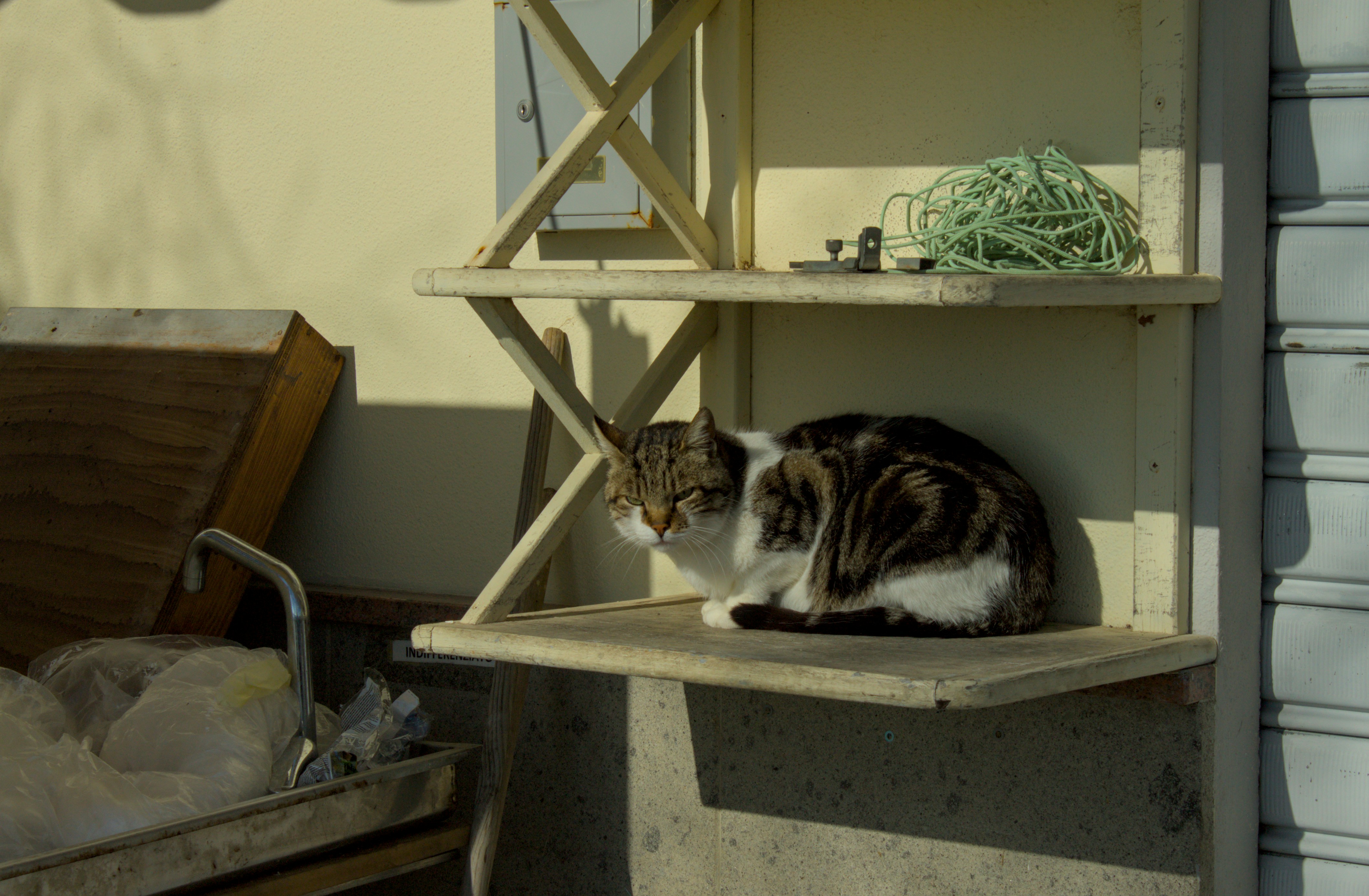 Sunlit Pause: Tabby Reposes on a Concrete Step Under a Weathered Shelf