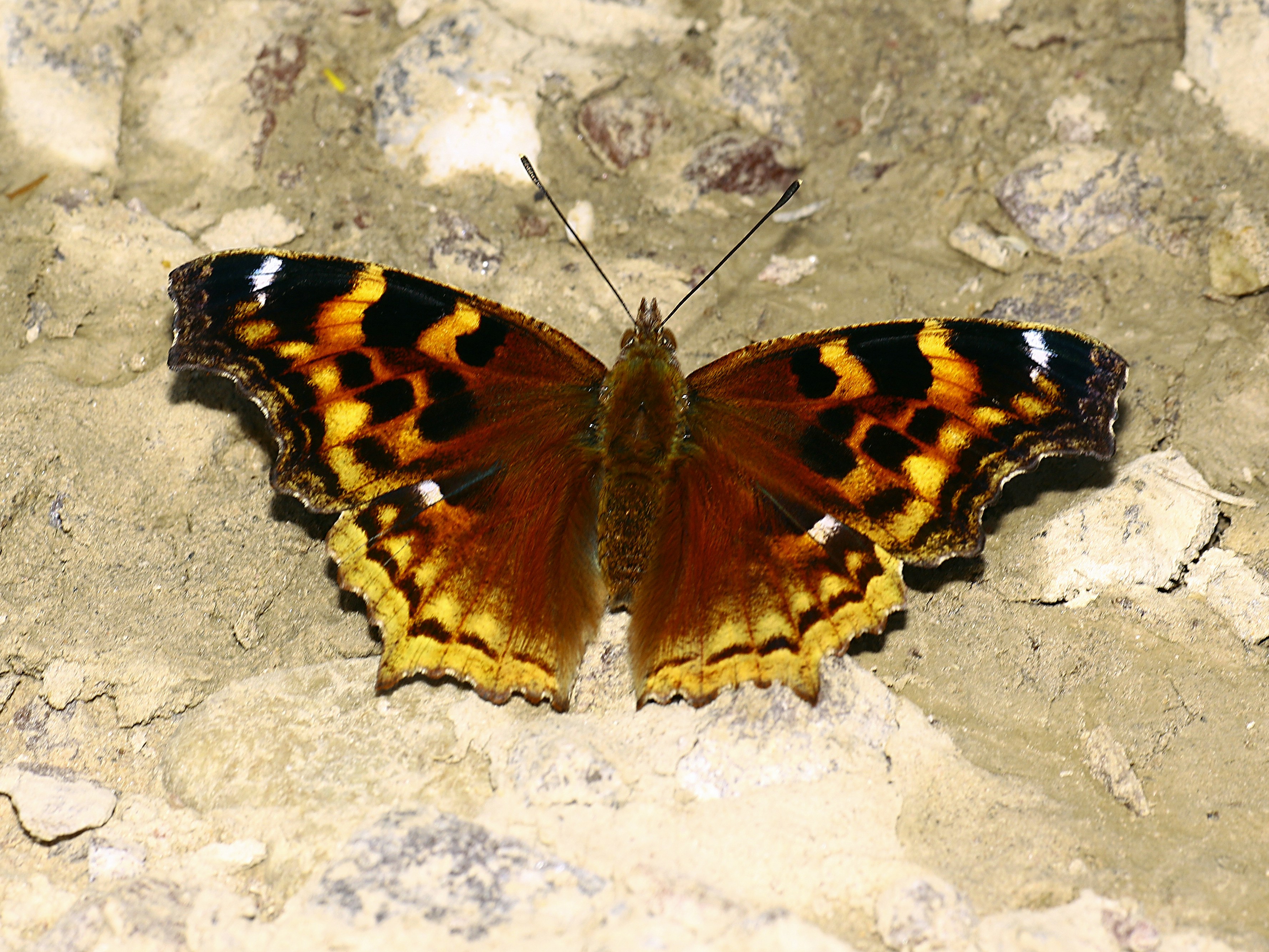 Red Admiral Spread on Weathered Stone