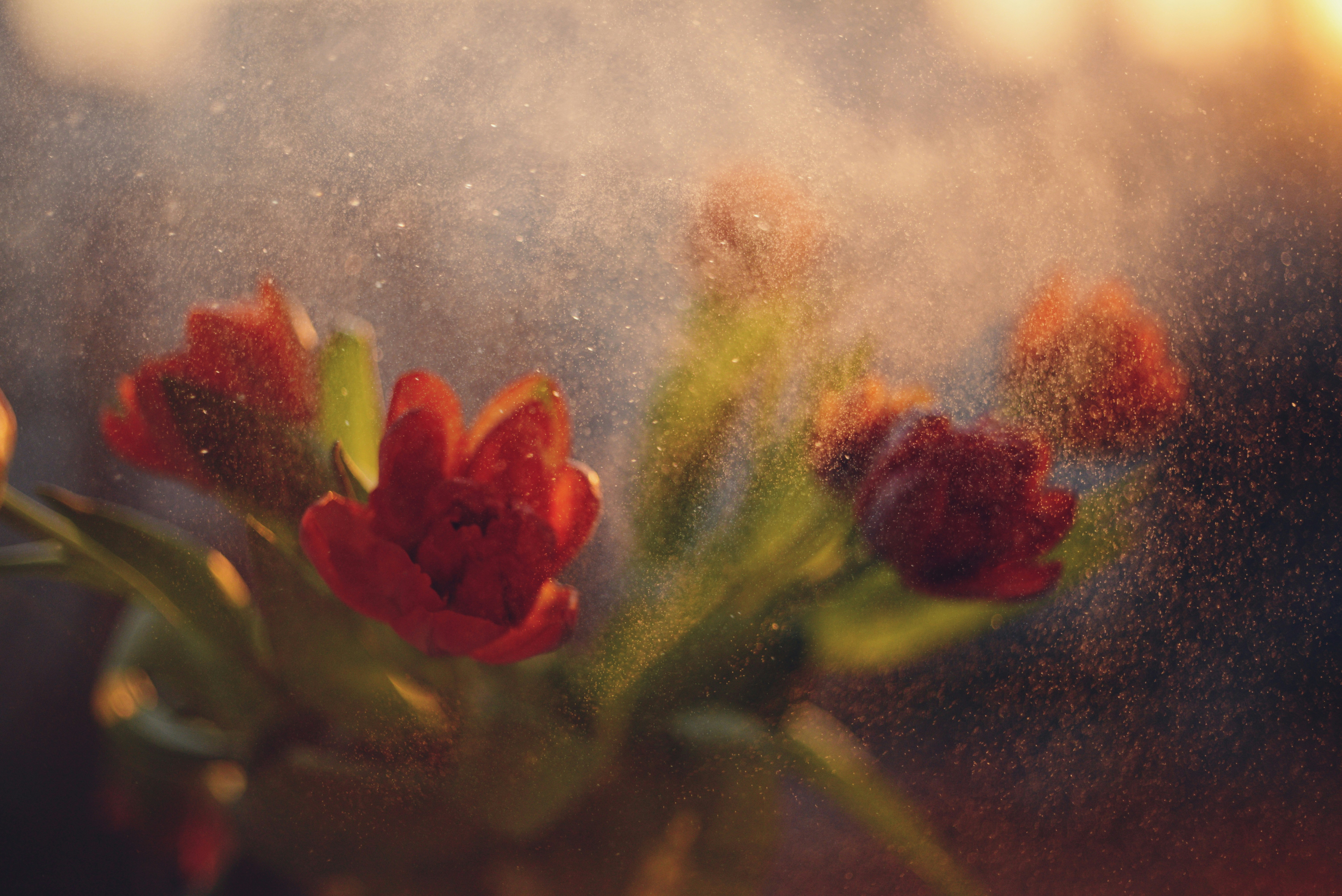Frosted Glass Tulips: Warm Glows and Dusty Haze