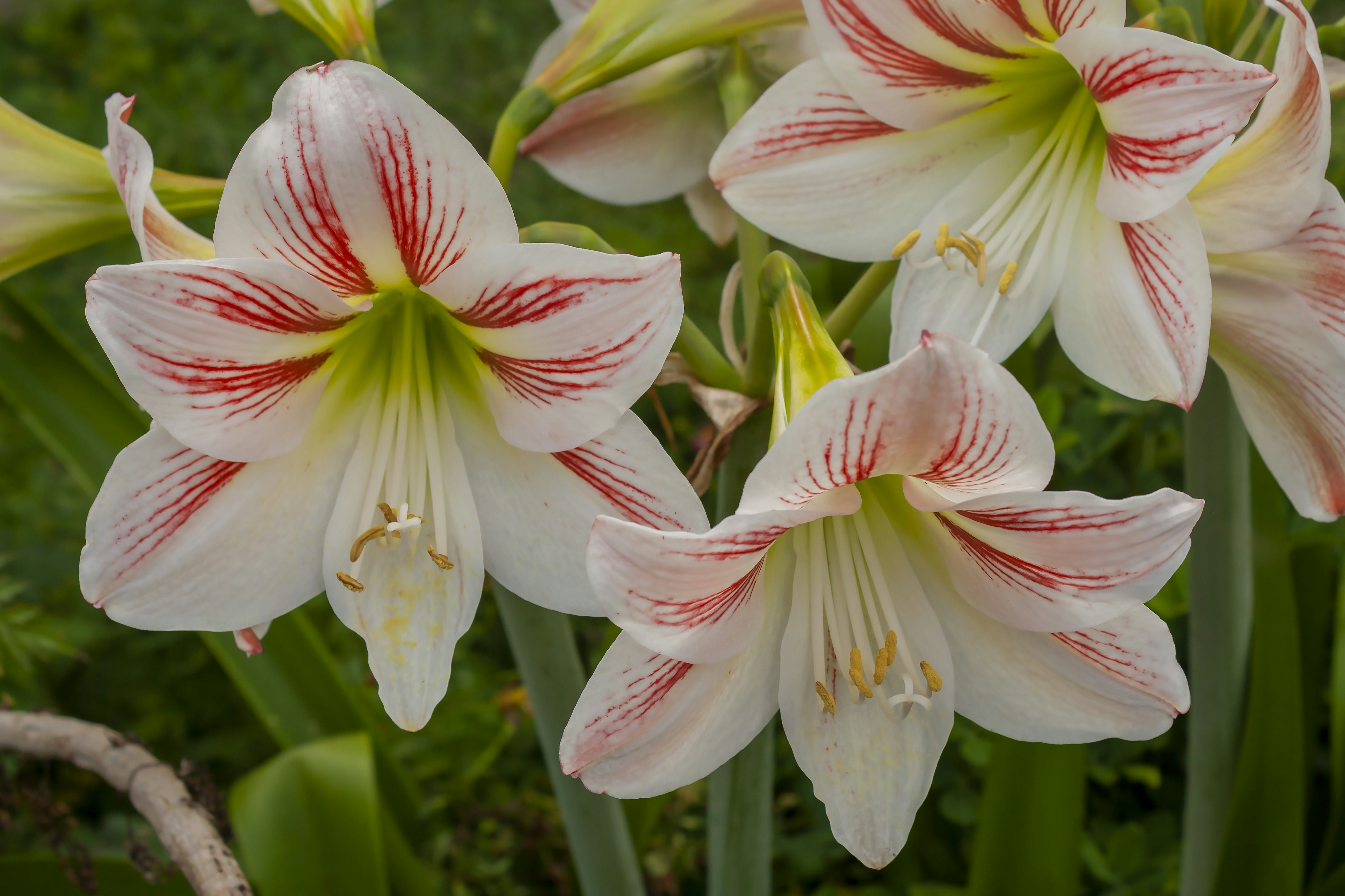 White amaryllis flowers adorned with red stripes and green centers in full bloom.
