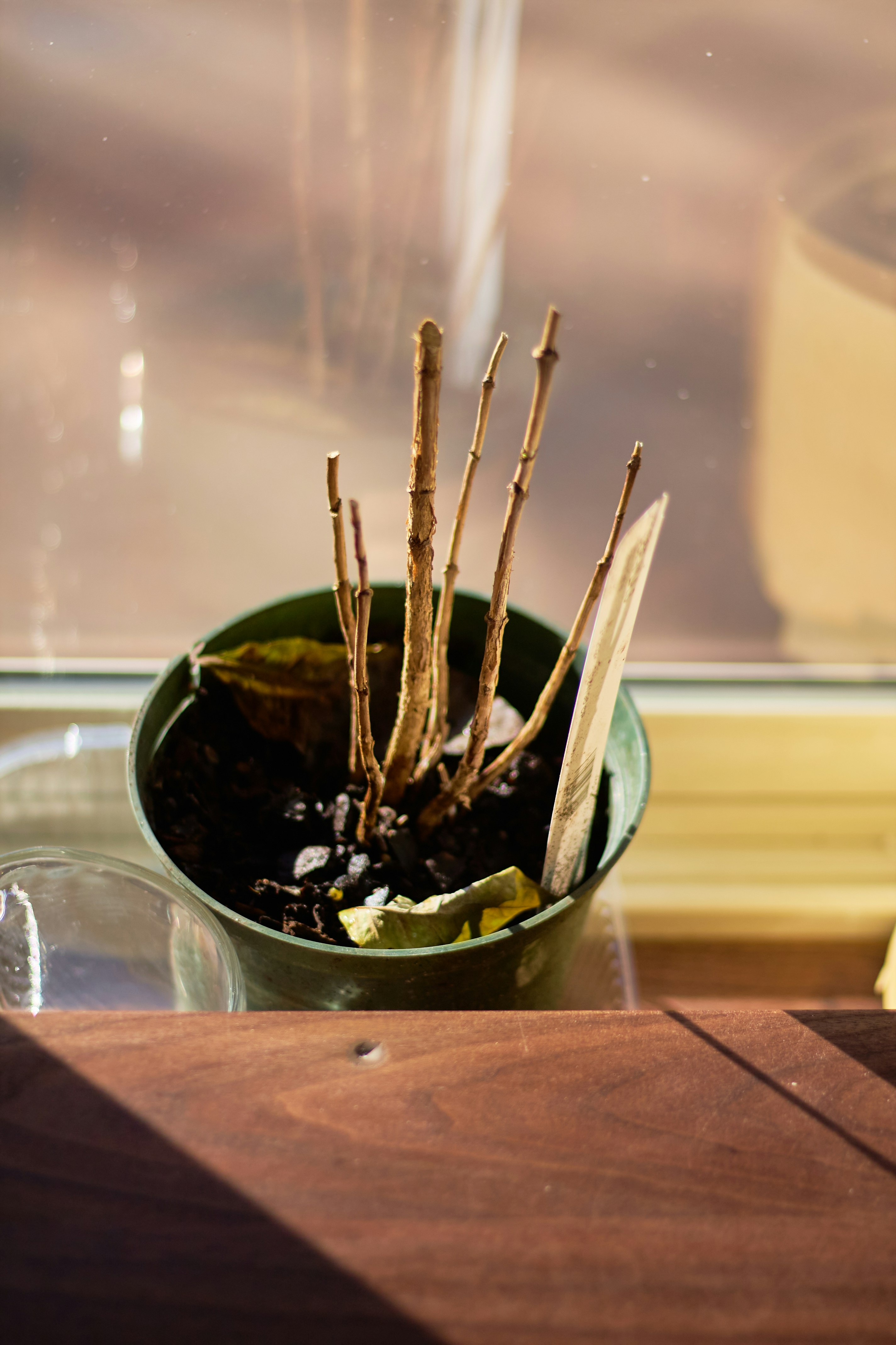 Stems on a Windowsill: Quiet Growth in Warm Morning Light