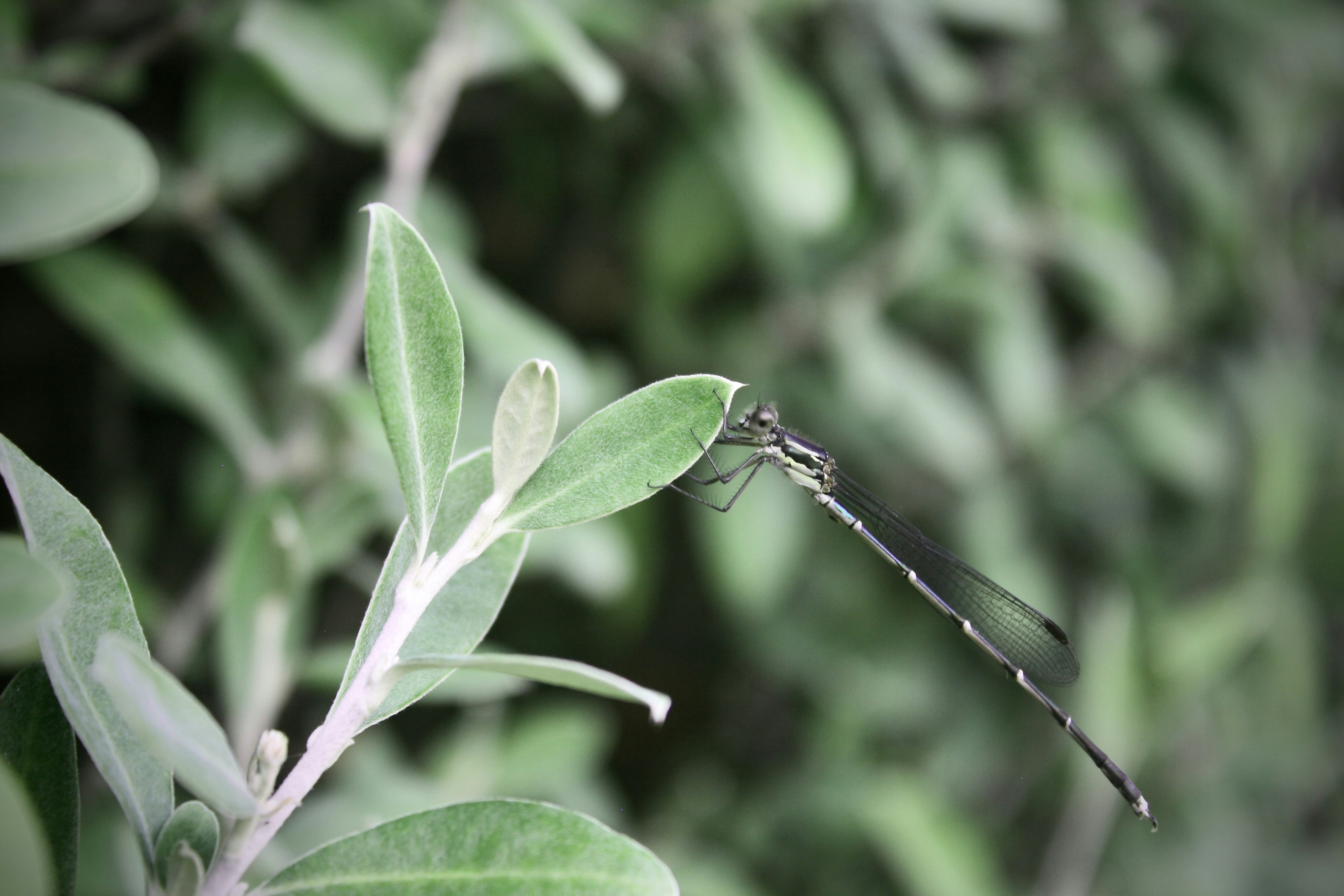 Dragonfly on a Slim Twig Against a Green Bokeh