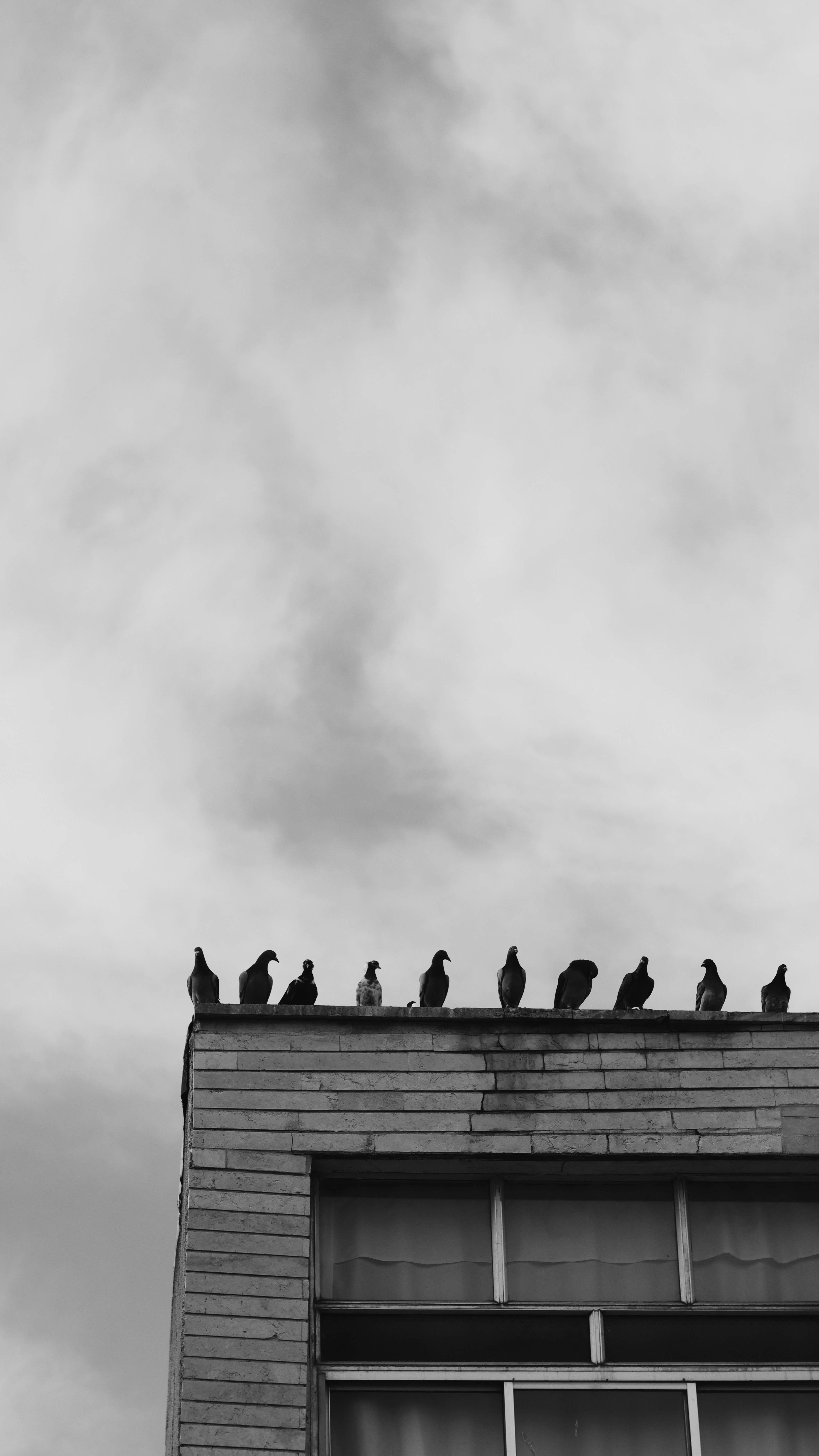 Rooftop Vigil: Pigeons along a Bricked Crest under an Overcast Sky