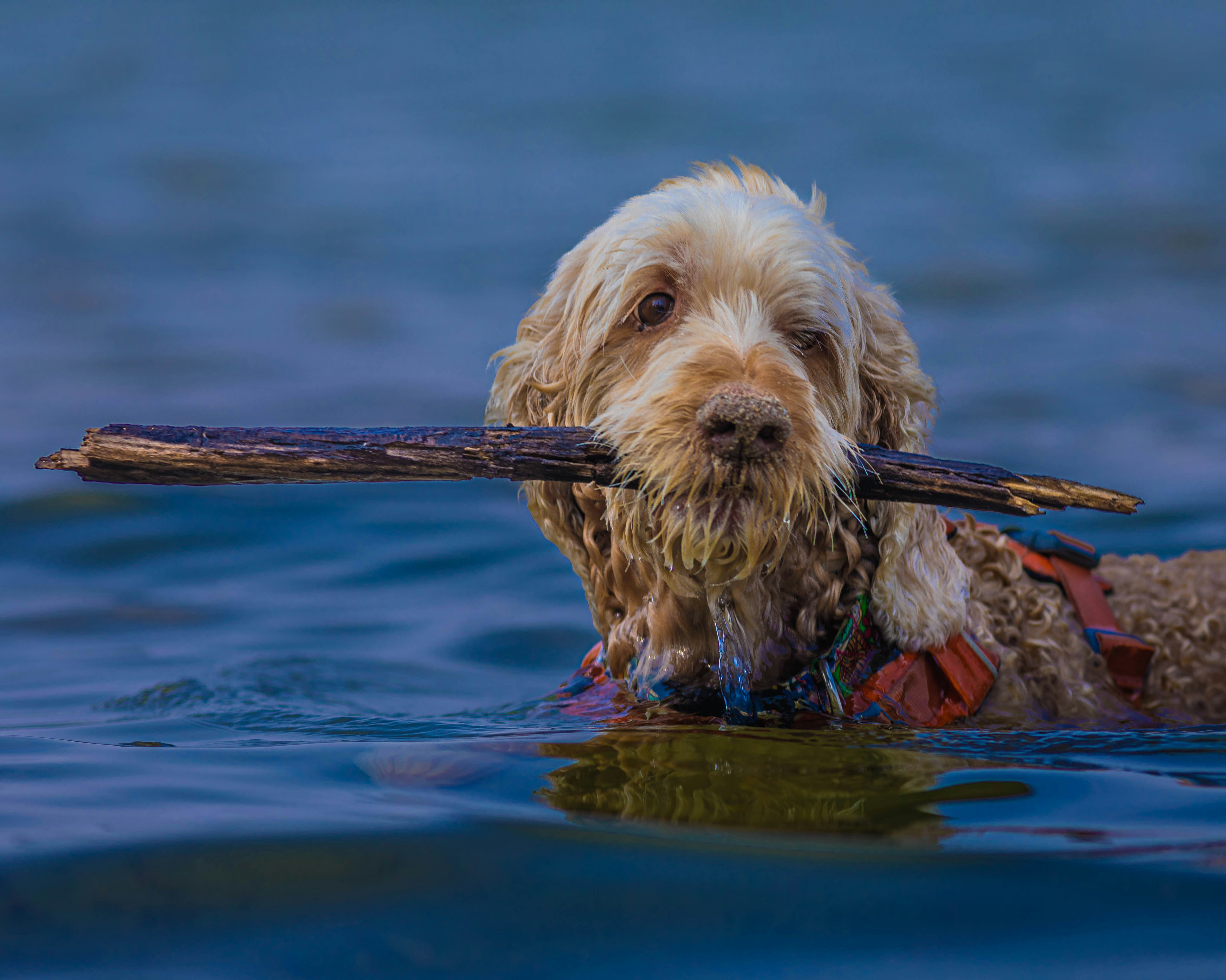 Labradoodle swimming in a lake with a stick in its mouth.