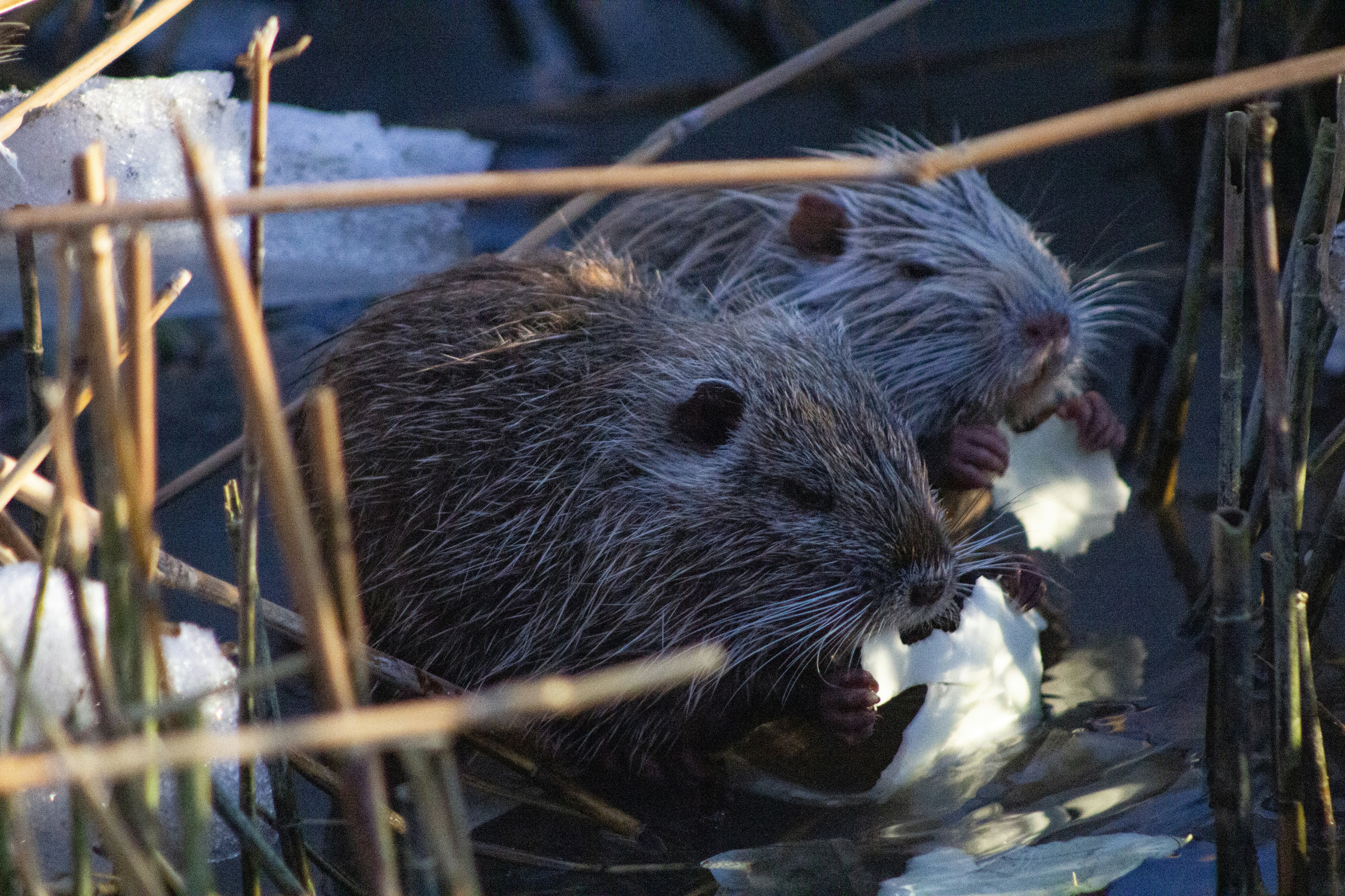 Two nutria nestled among reeds in a partially frozen pond.