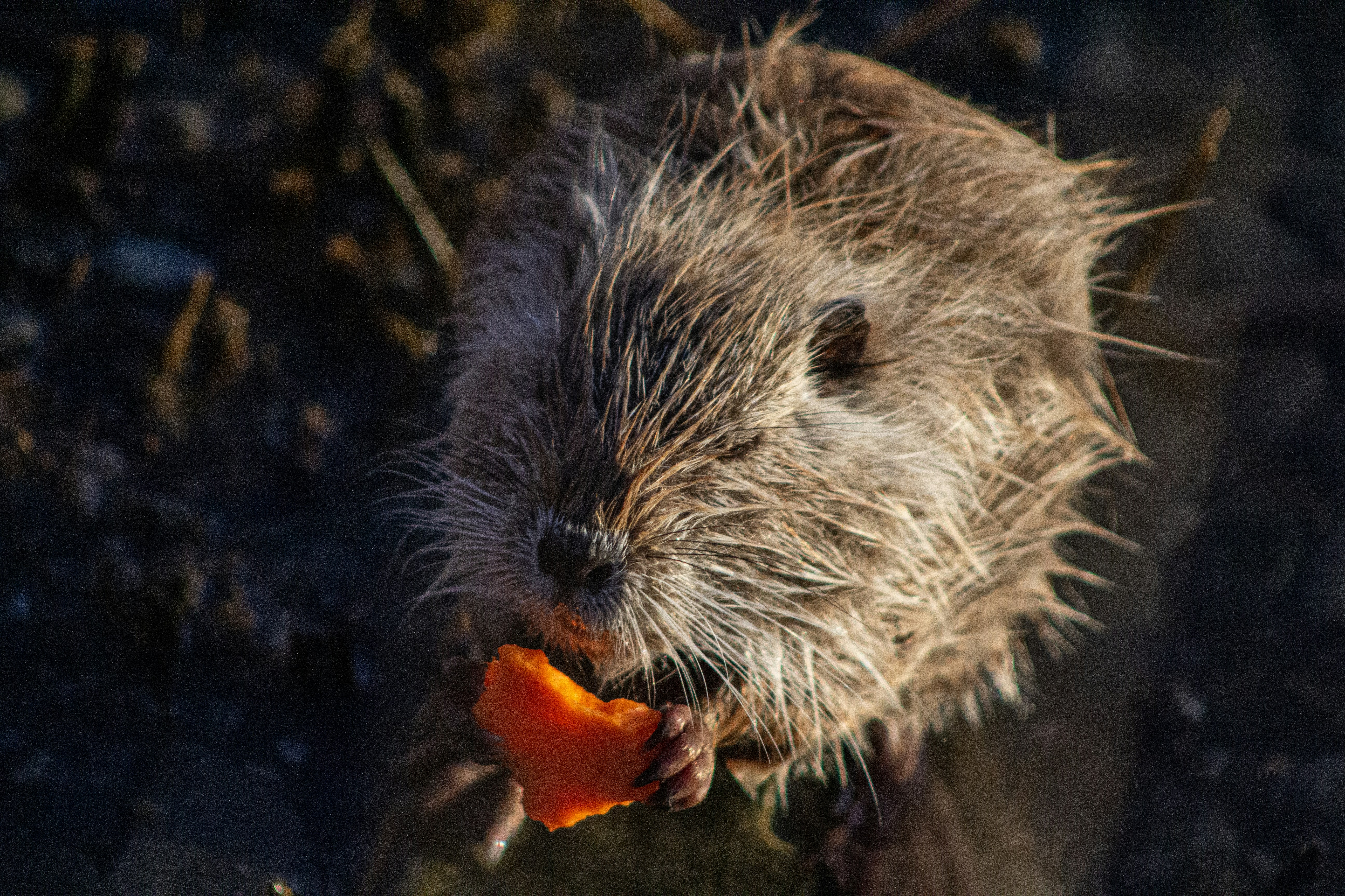 A cute otter eats a bright orange snack. photo – Free Animal Image on ...