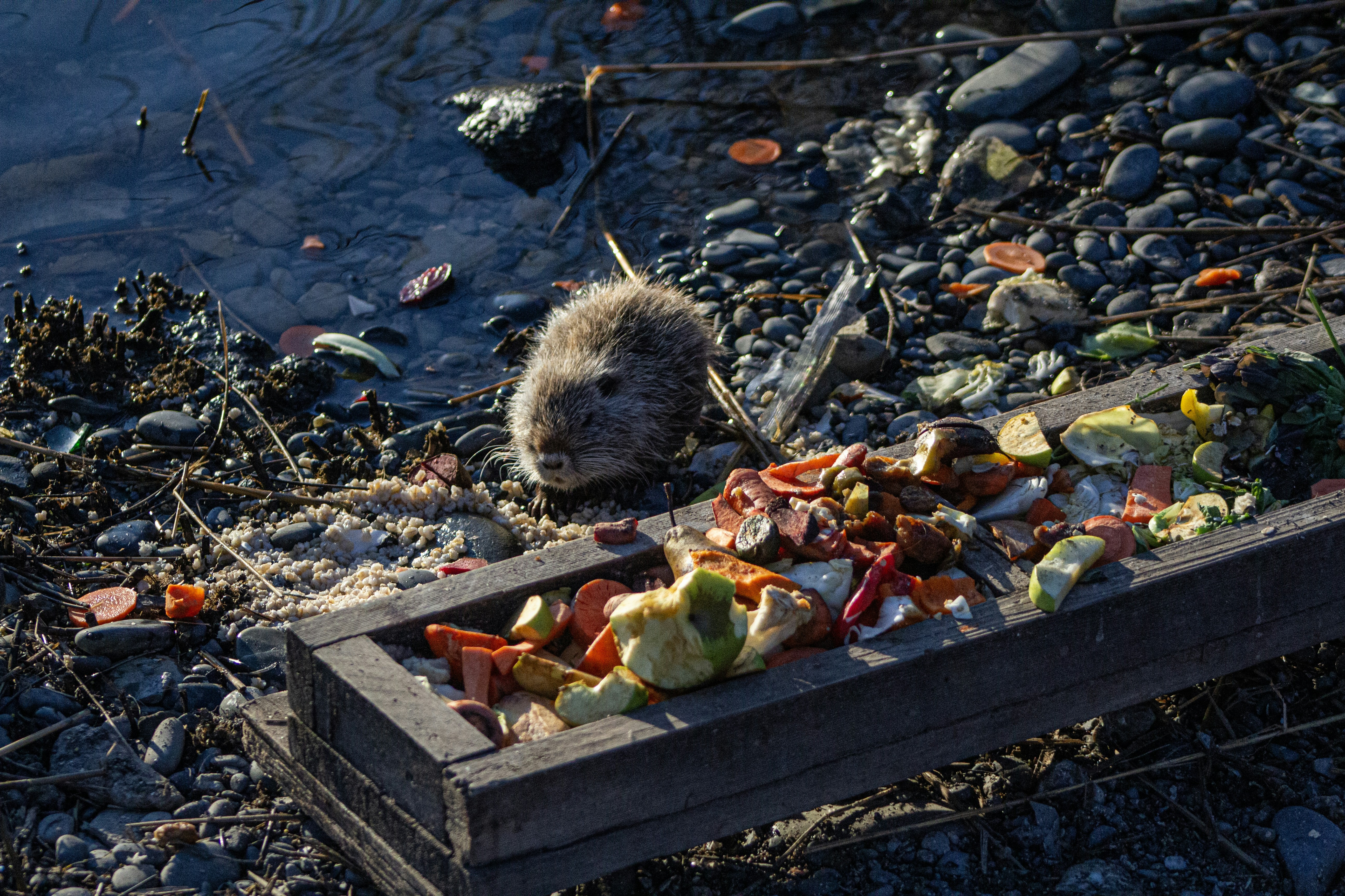 Pebble Shore Feast: A Small Forager by a Crate of Scattered Produce