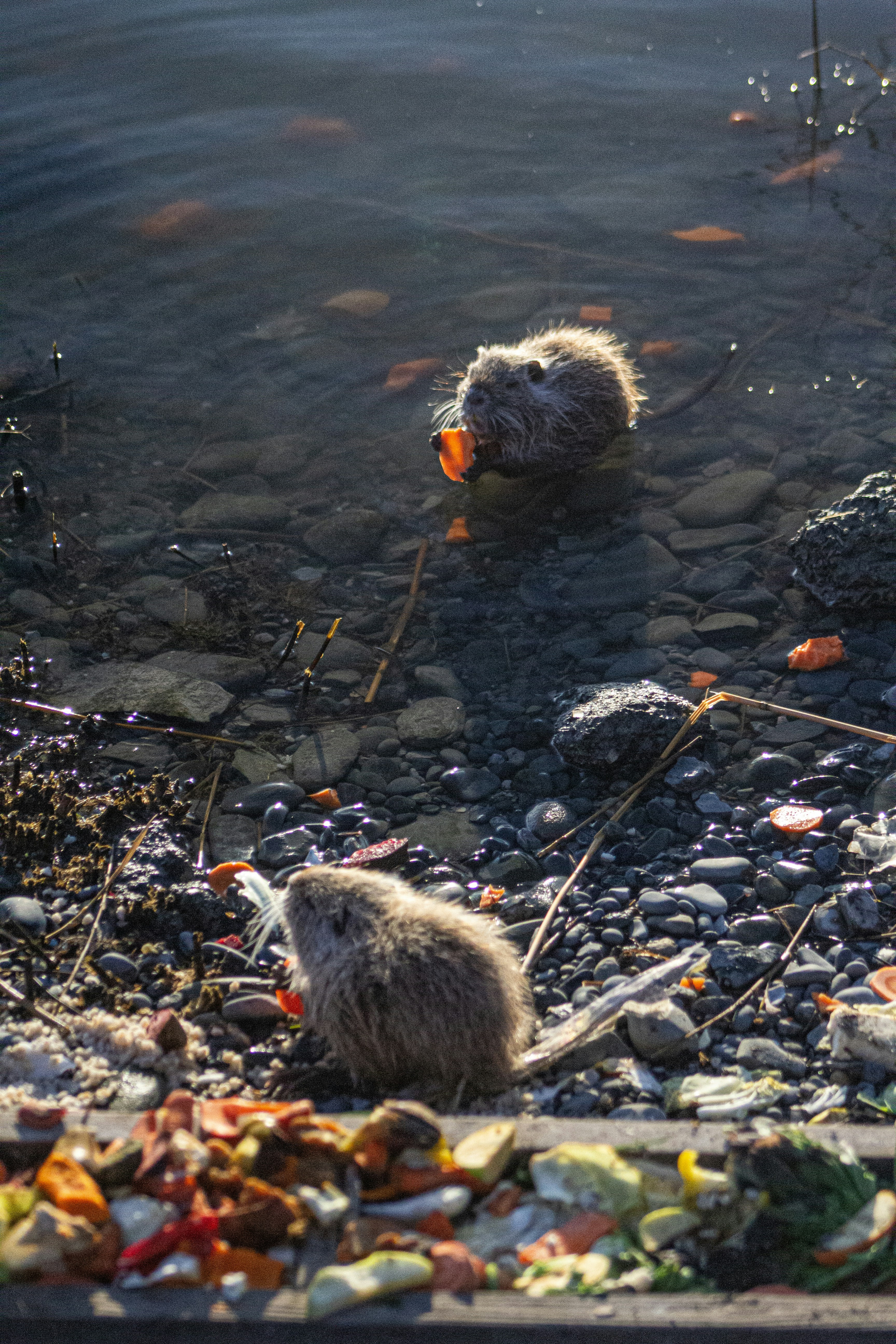 Two nutria foraging near a shoreline. photo – Free Animal Image on Unsplash