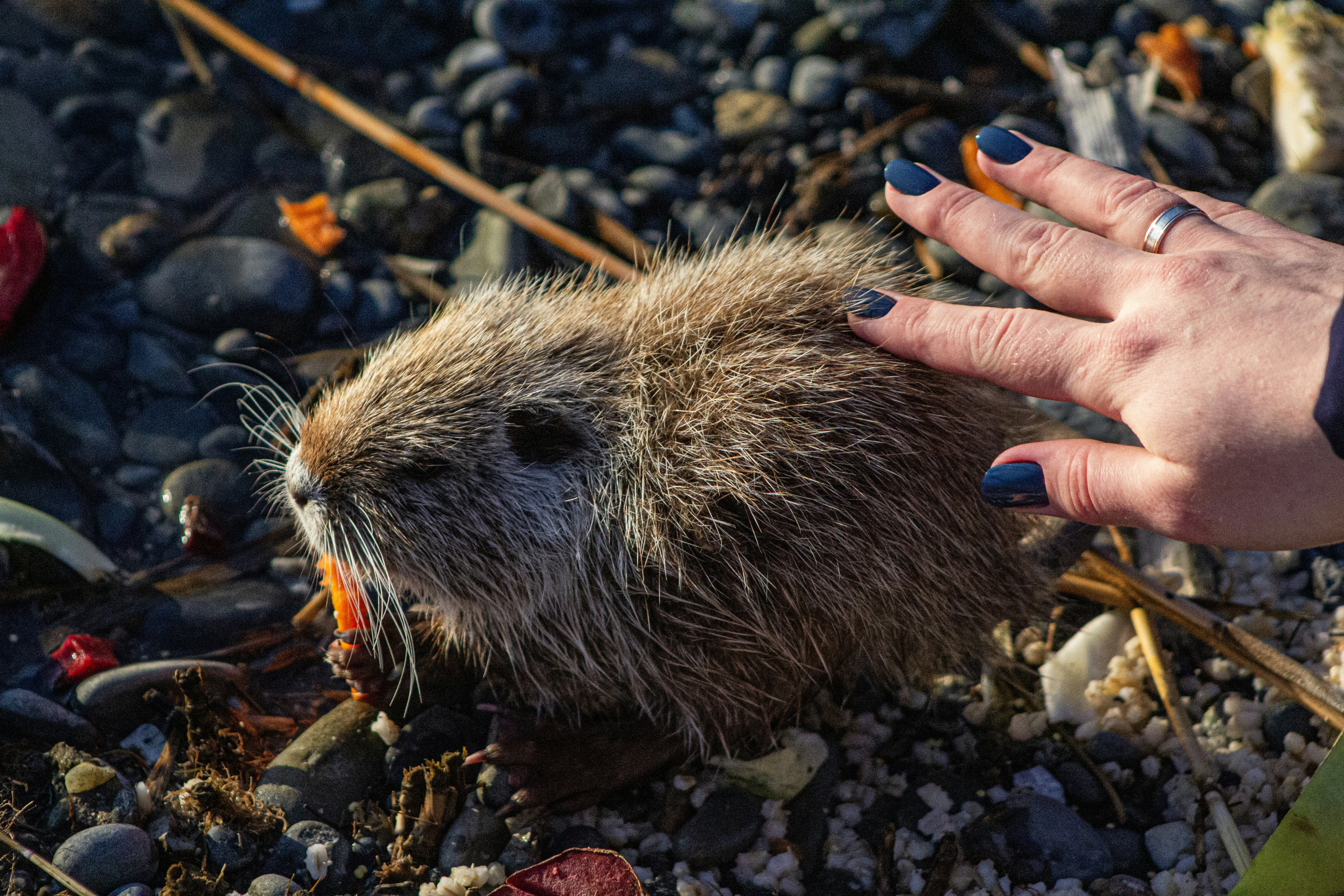 Shoreline Whiskers: Close Encounter with a Rodent on Pebbles