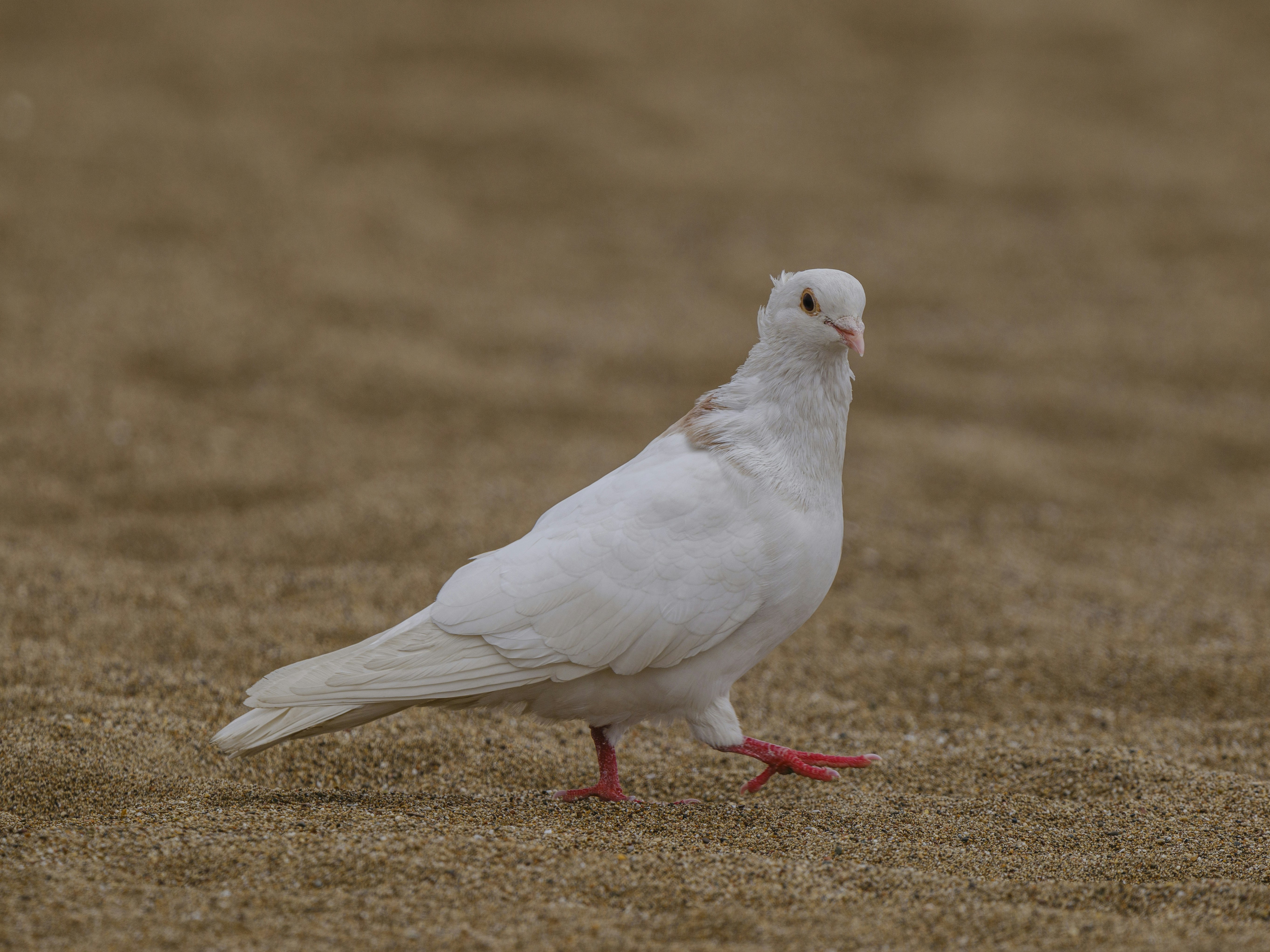 White pigeon walking gracefully on a sandy surface with subtle feather details.